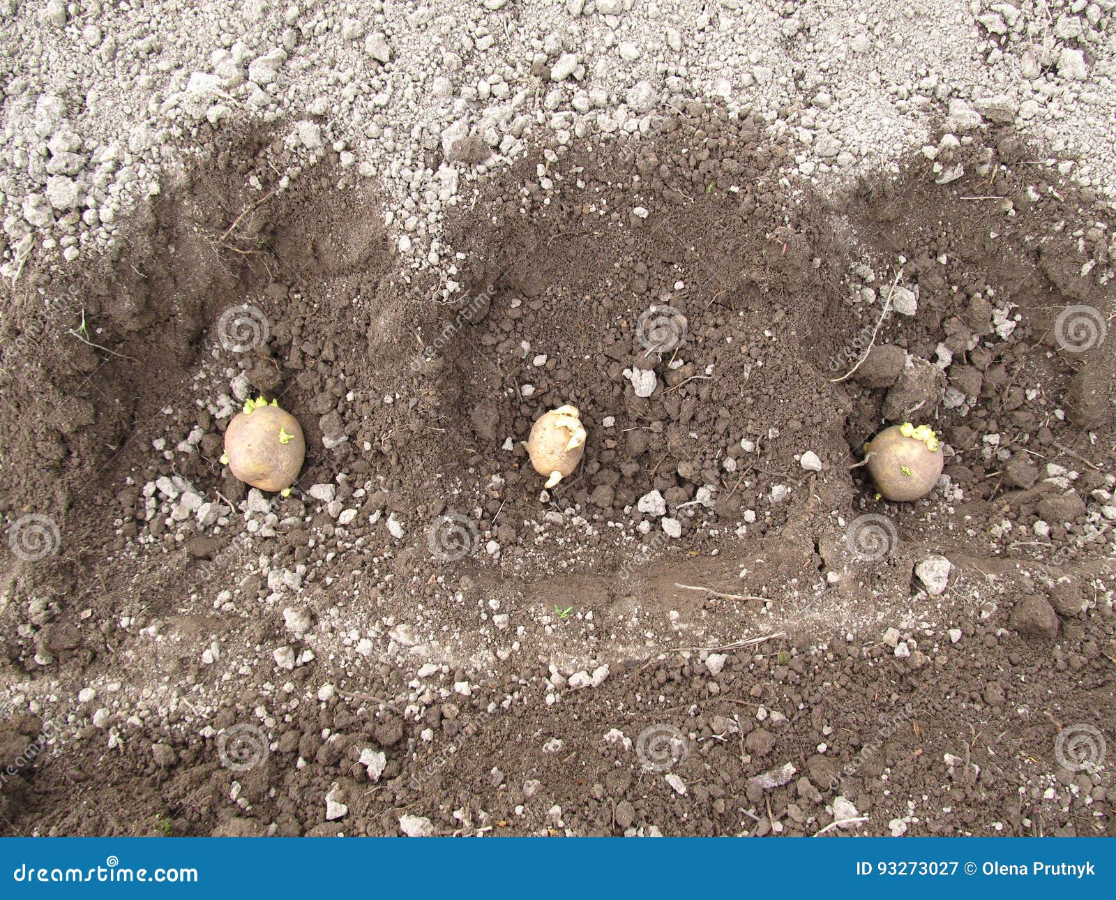 Potatoes in the earth stock image. Image of potatoes - 93273027