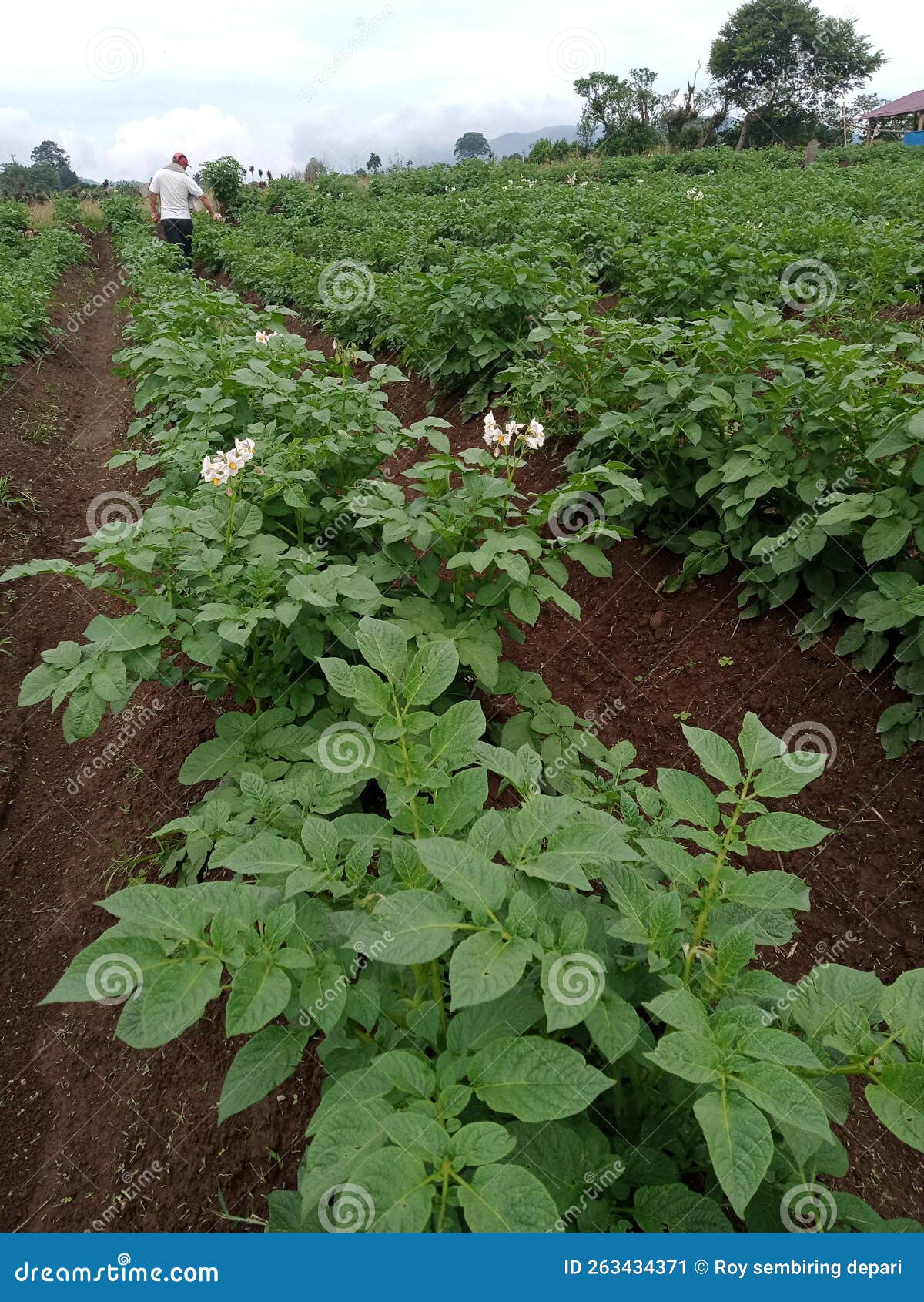 Potatoes Farm in the High Land Stock Image - Image of farm, land: 263434371