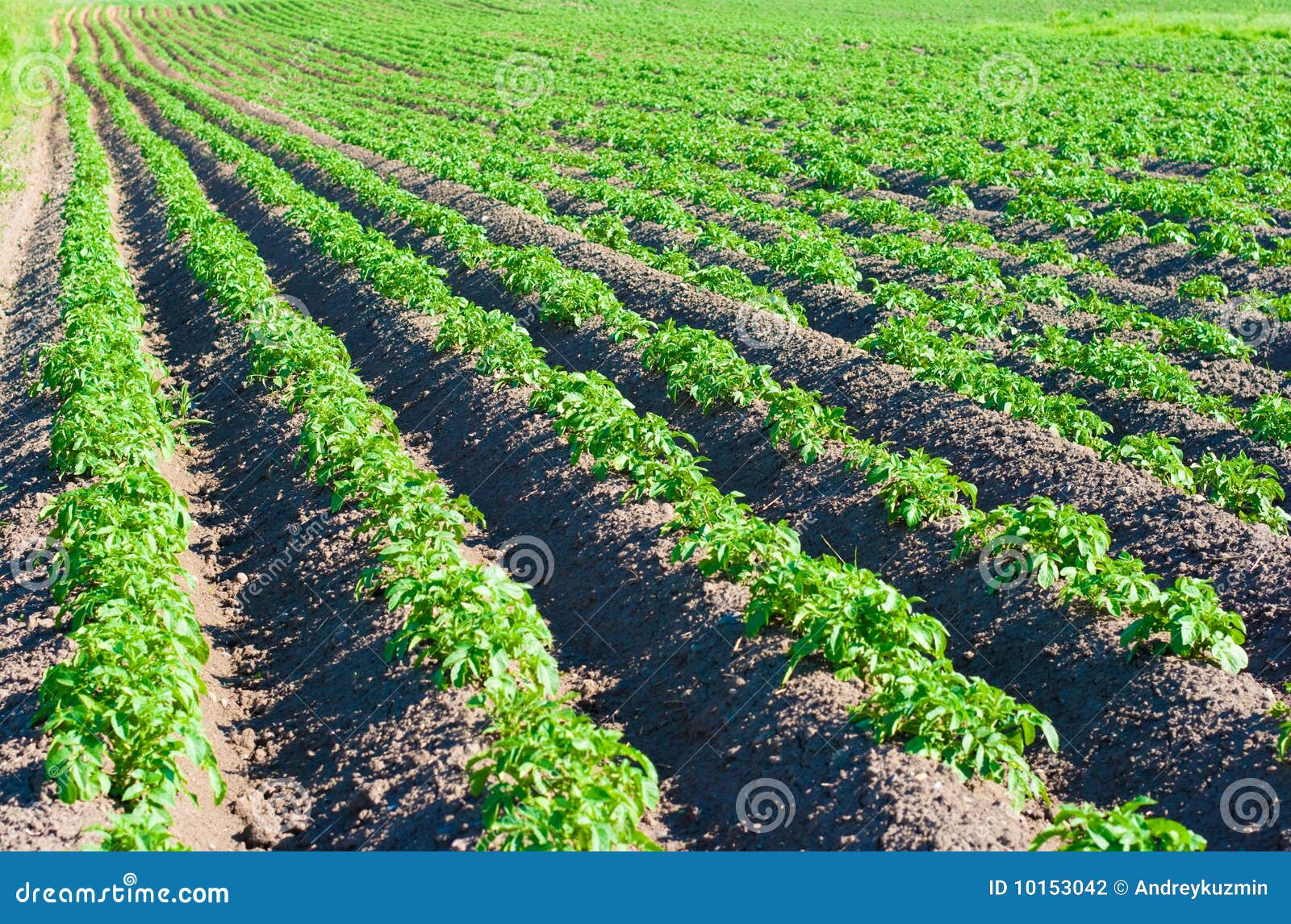 Potatoes field stock photo. Image of landscape, summer - 10153042