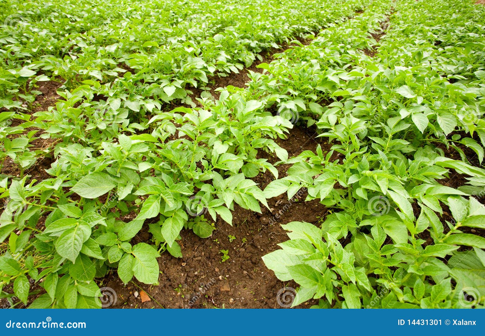 Potatoes field stock image. Image of color, green, farm - 14431301
