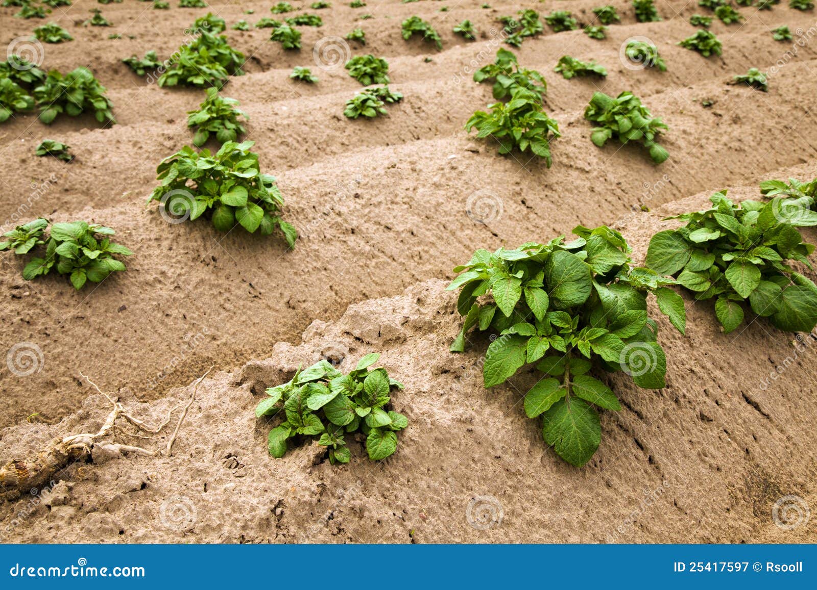 Potatoes field stock image. Image of potato, food, culture - 25417597