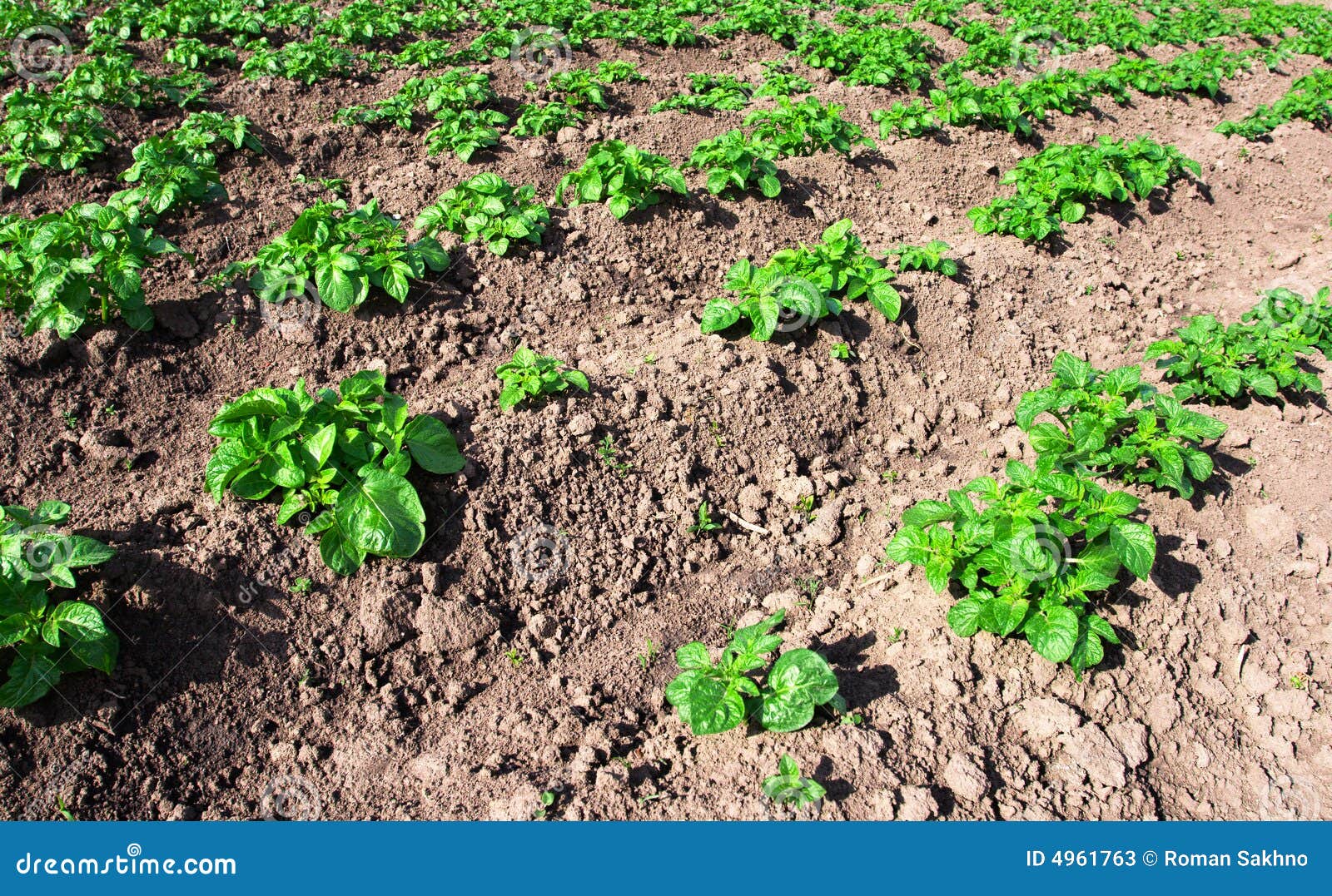 Potatoes field stock image. Image of culture, county, cultivated - 4961763