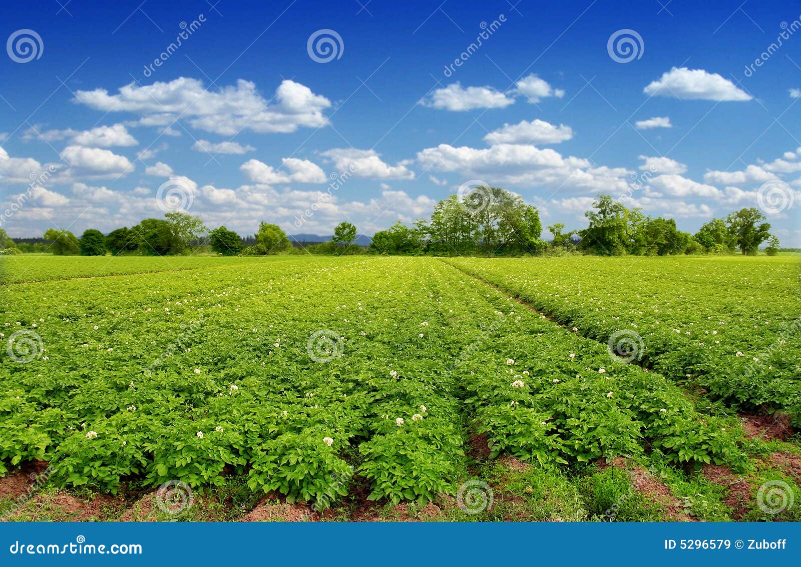 Royalty Free Images, Cartoons, Illustrations And Photos Designed By ...