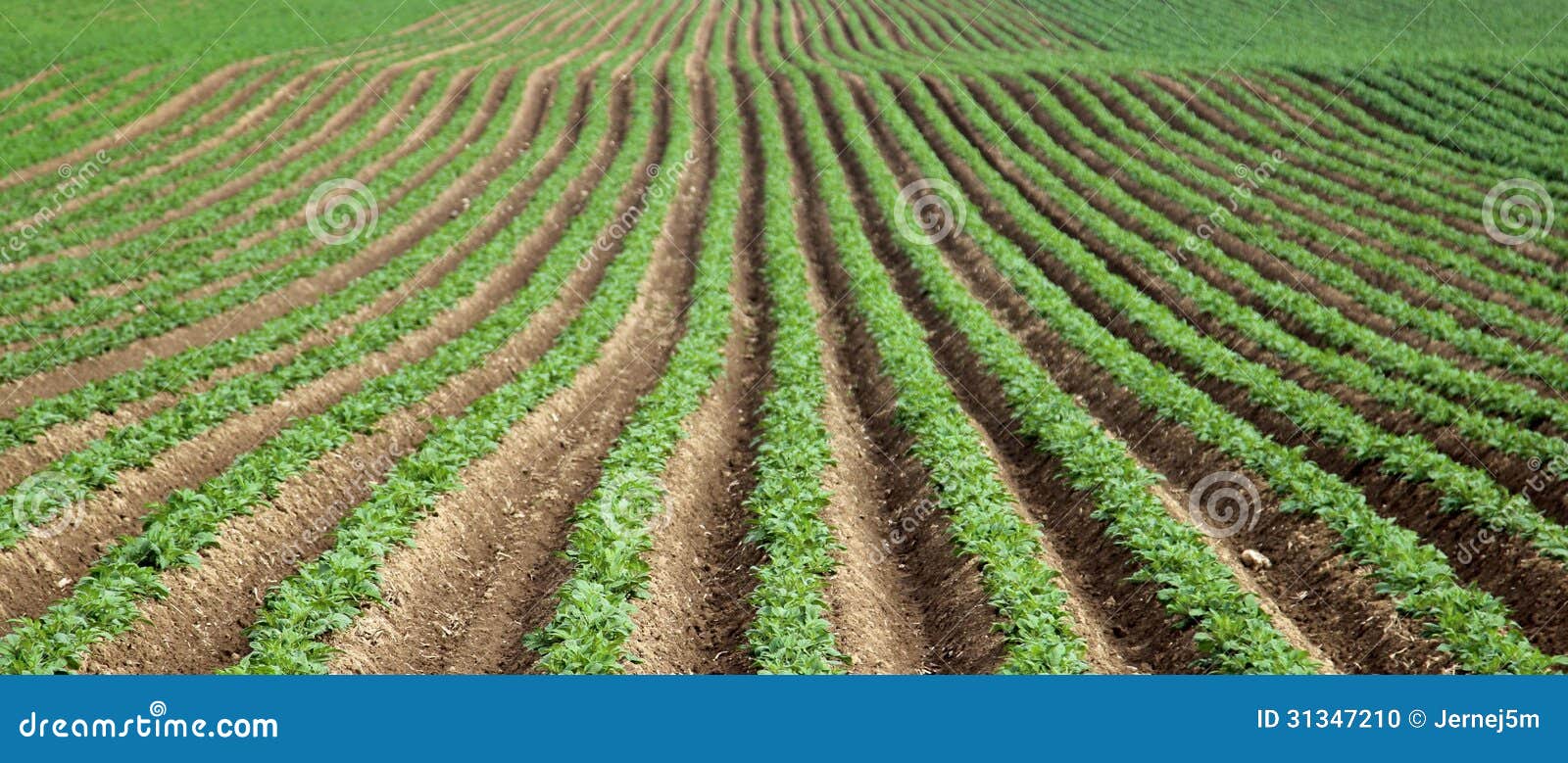 Potatoes in a field stock photo. Image of land, produce - 31347210