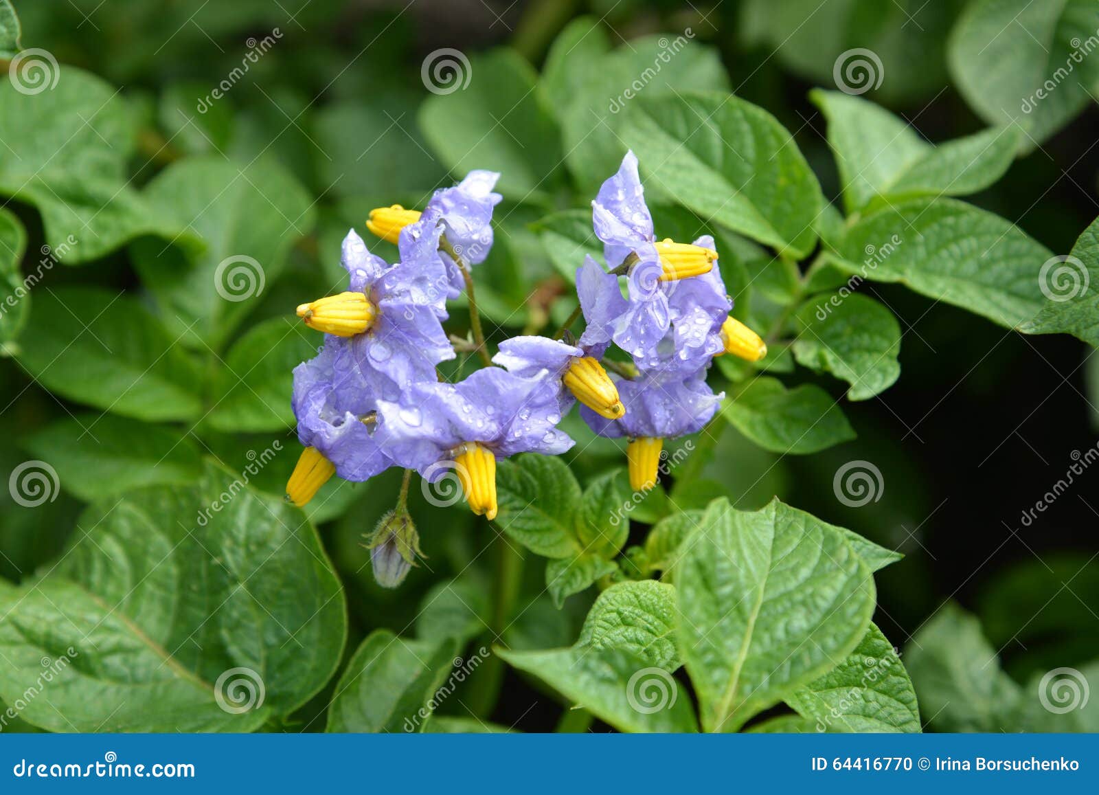Potatoes Flowers (Solanum Tuberosum L. ) Stock Photo - Image of ...