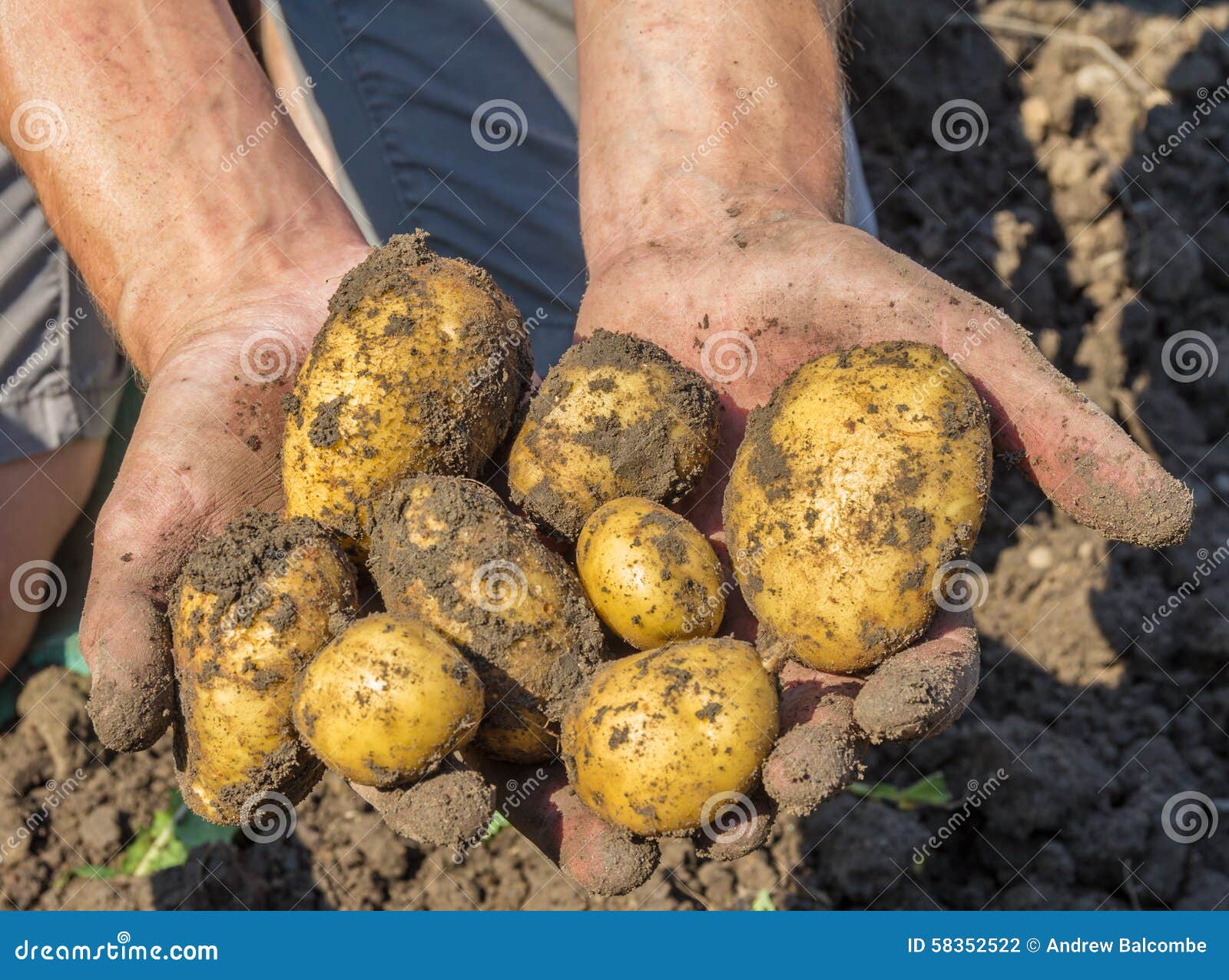Potatoes Freshly Dug from the Earth Stock Photo - Image of farming ...