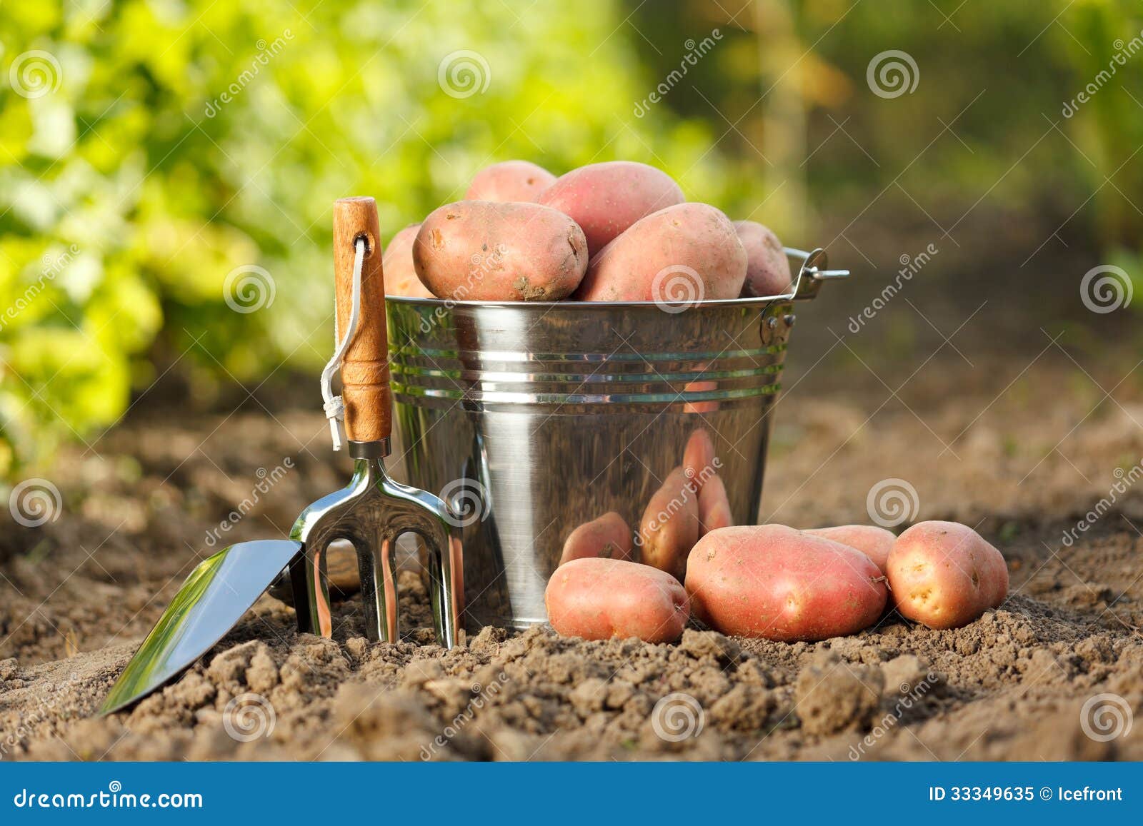 Potatoes and garden tools stock image. Image of toolsl - 33349635