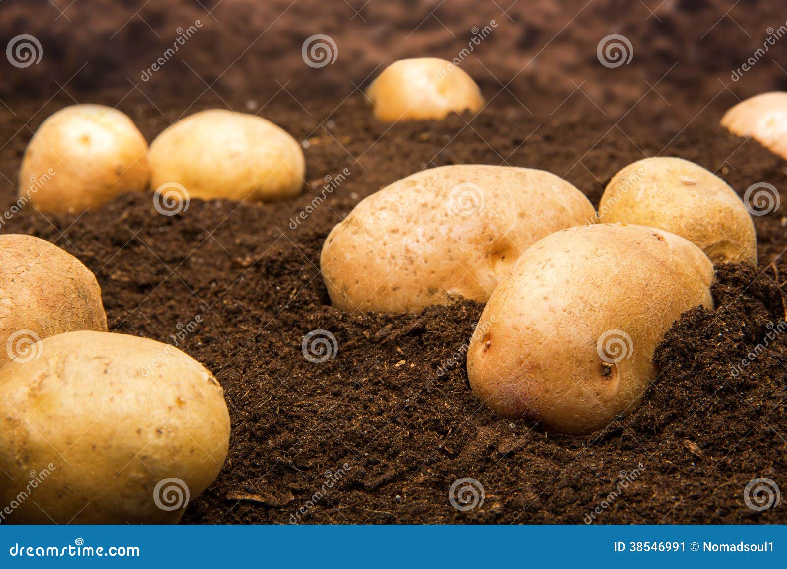 Potatoes on the ground stock image. Image of earth, harvesting - 38546991