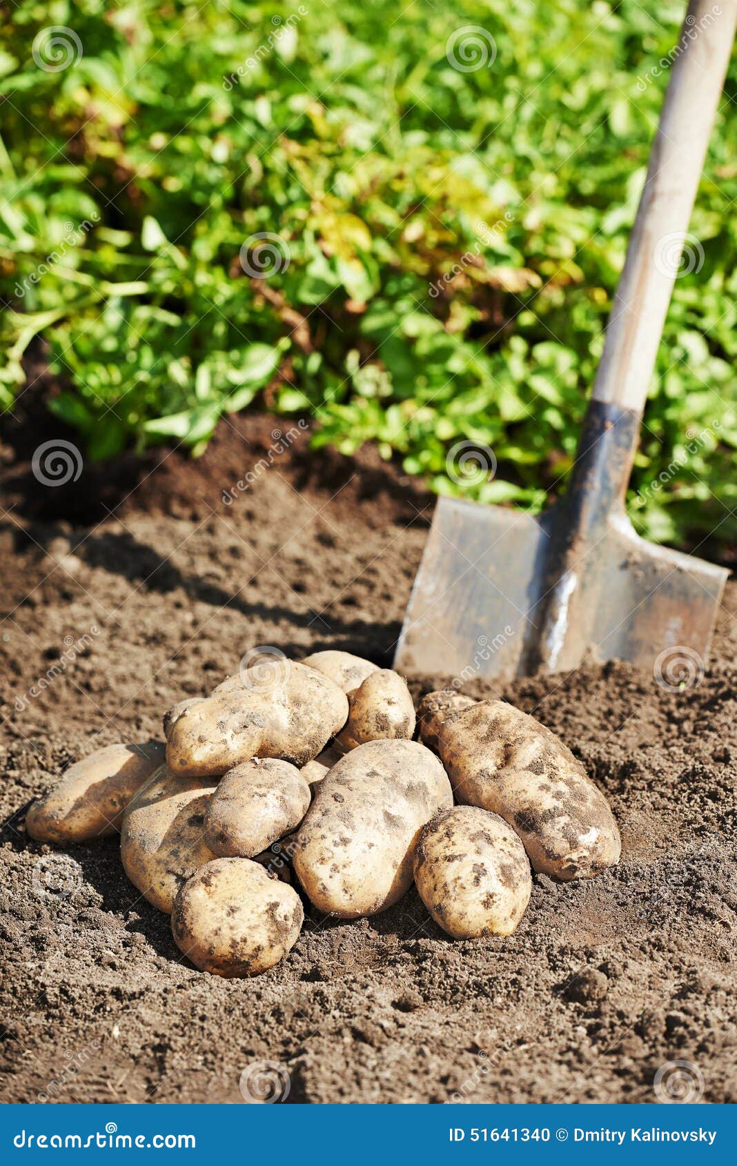 Potatoes on the ground stock photo. Image of field, dirty - 51641340