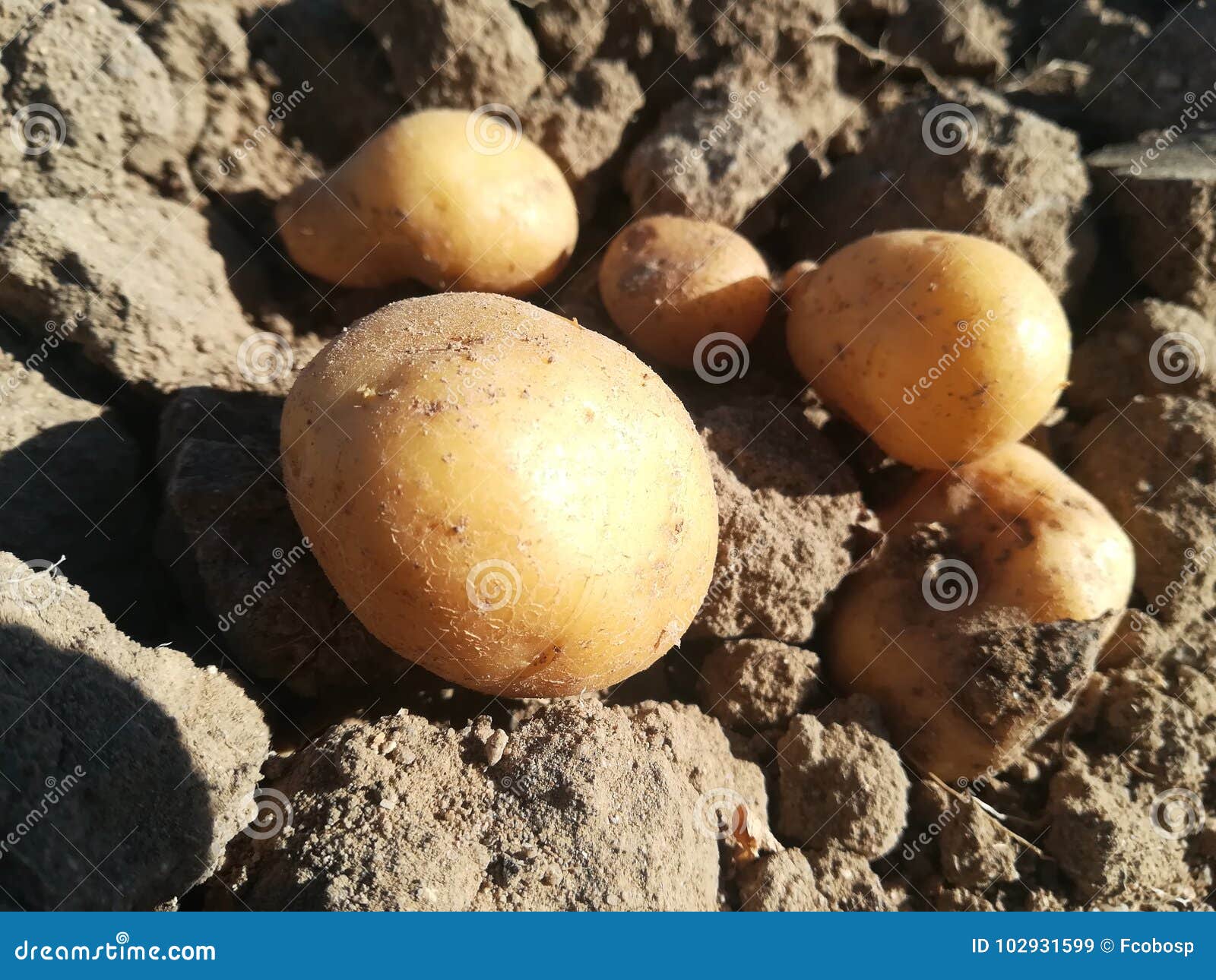 Potatoes on the ground stock image. Image of vegetables - 102931599
