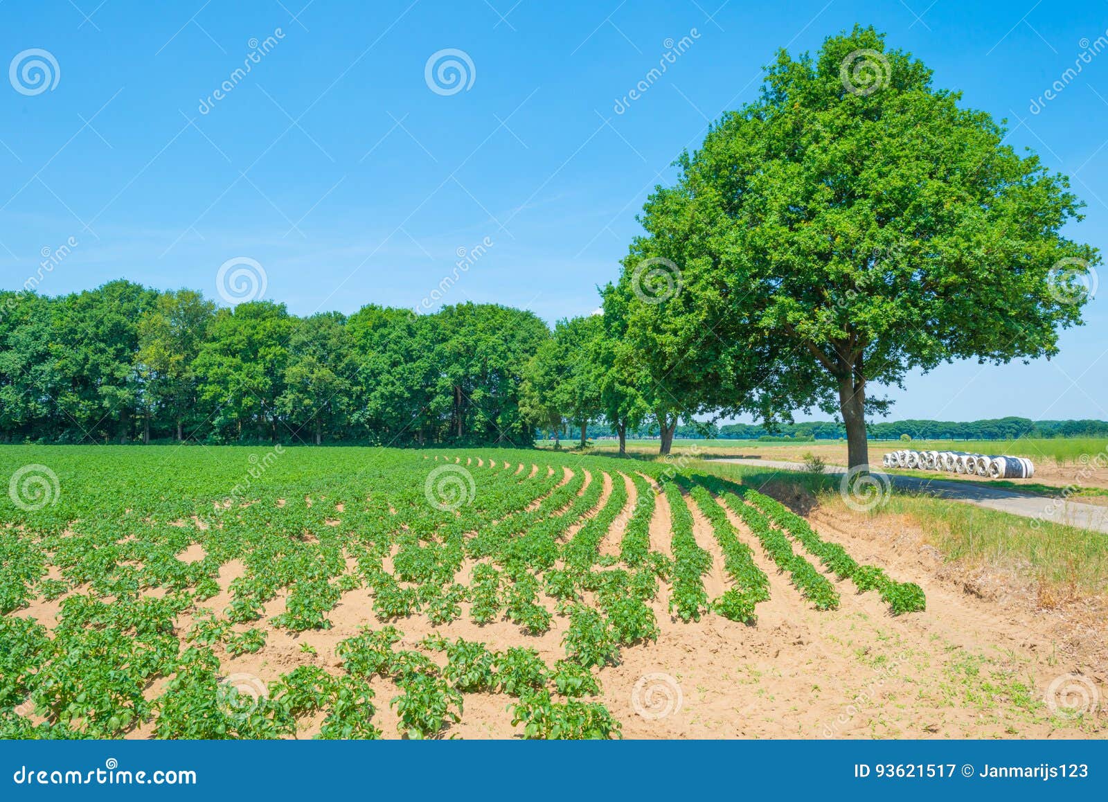 Potatoes Growing on a Field in Spring Stock Image - Image of limburg ...