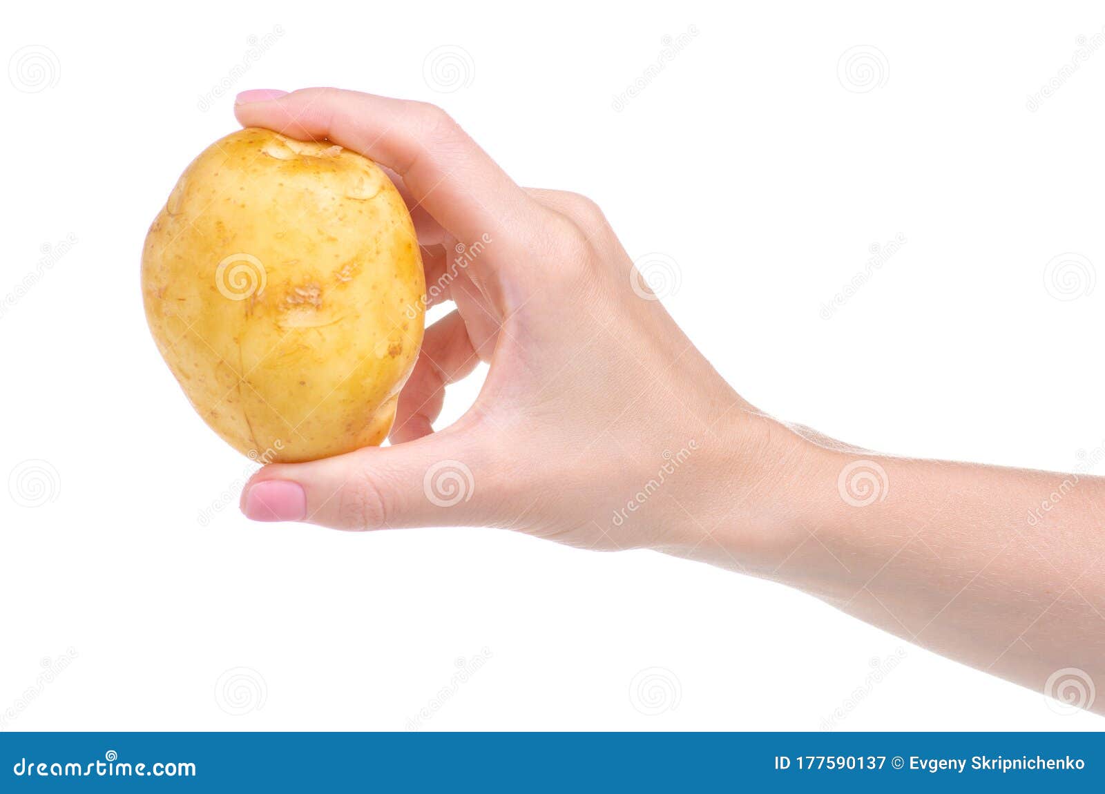 Potatoes in hand stock image. Image of nature, background - 177590137