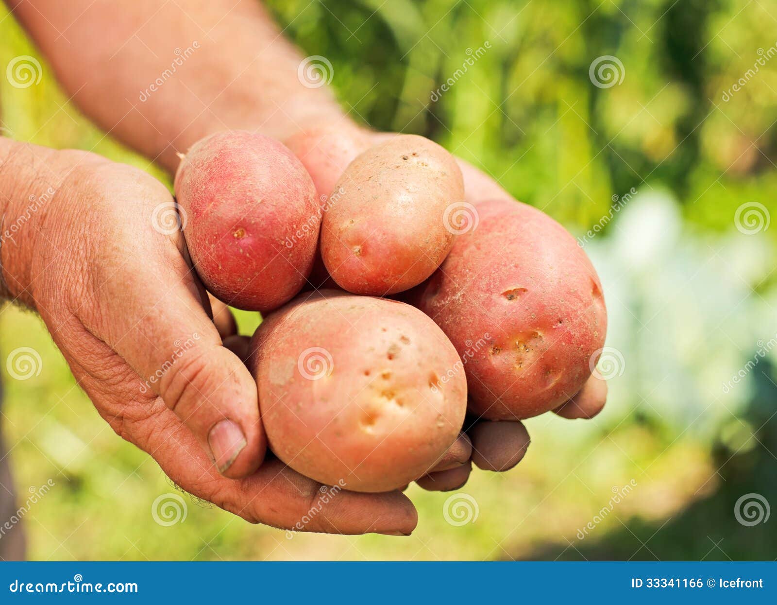 Potatoes in hands stock photo. Image of season, ripe - 33341166