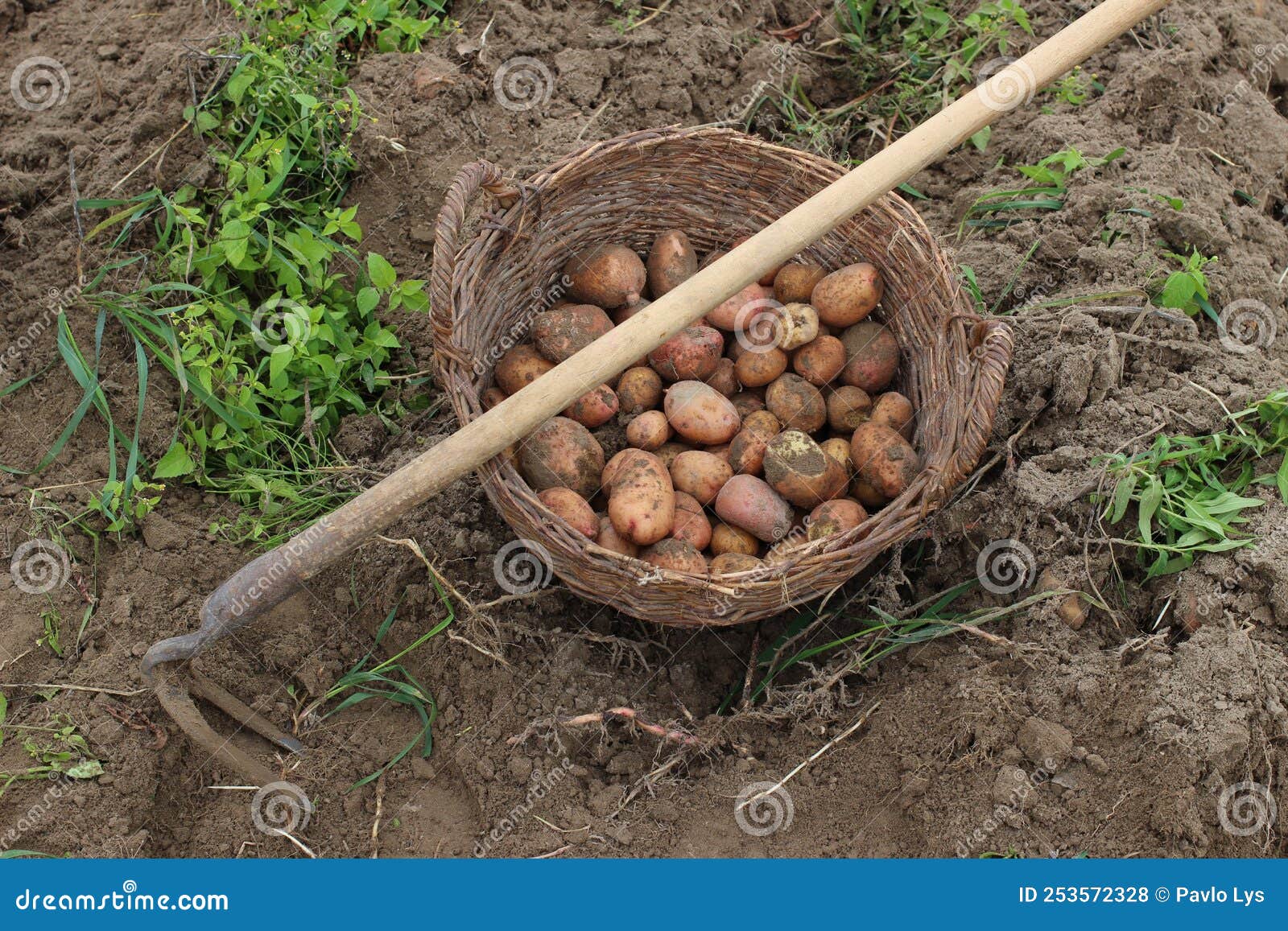 Potatoes and Hoe. Manual Harvesting of Potatoes Stock Photo - Image of ...