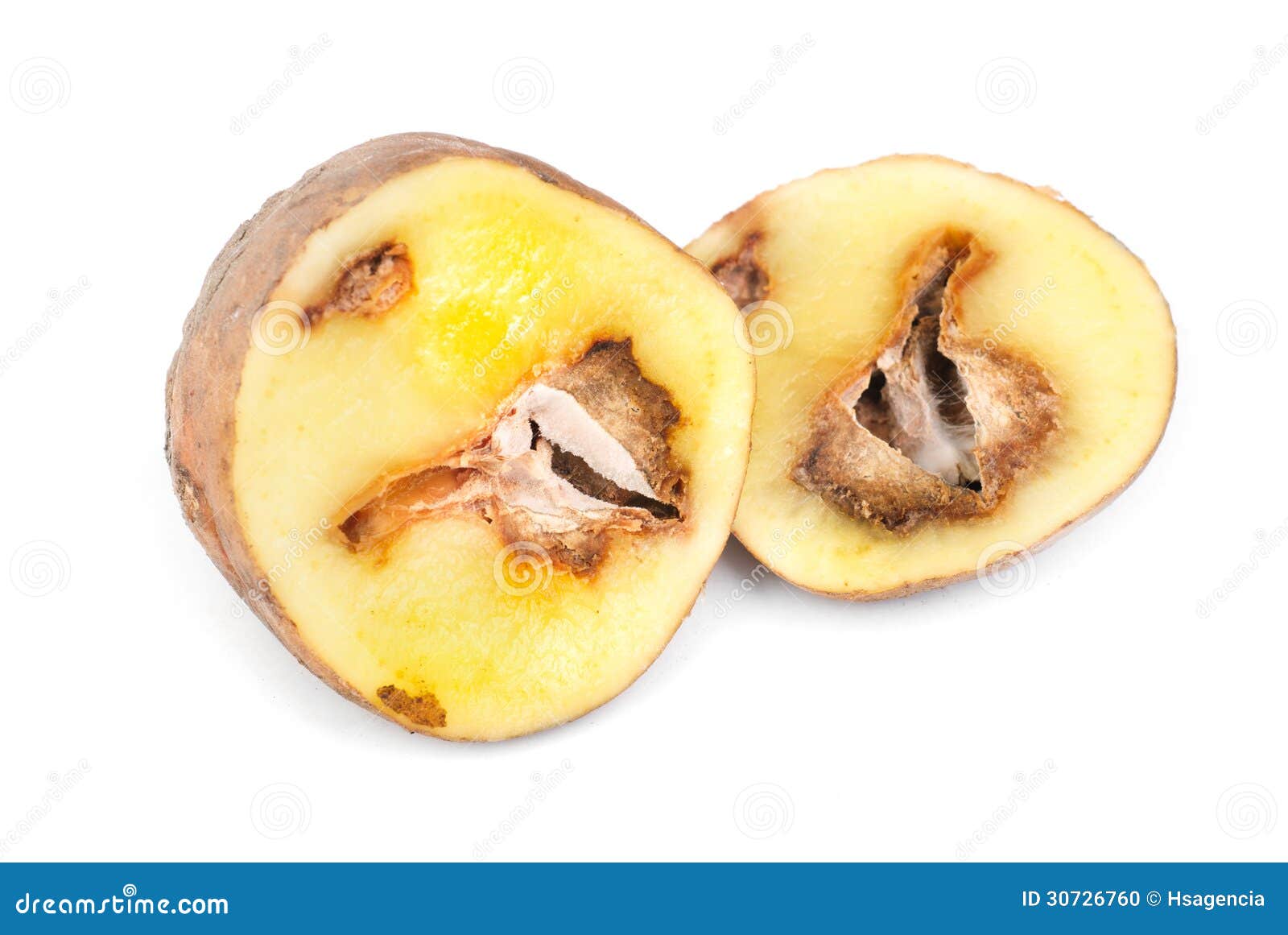 Potatoes infected stock photo. Image of mold, mark, storage - 30726760