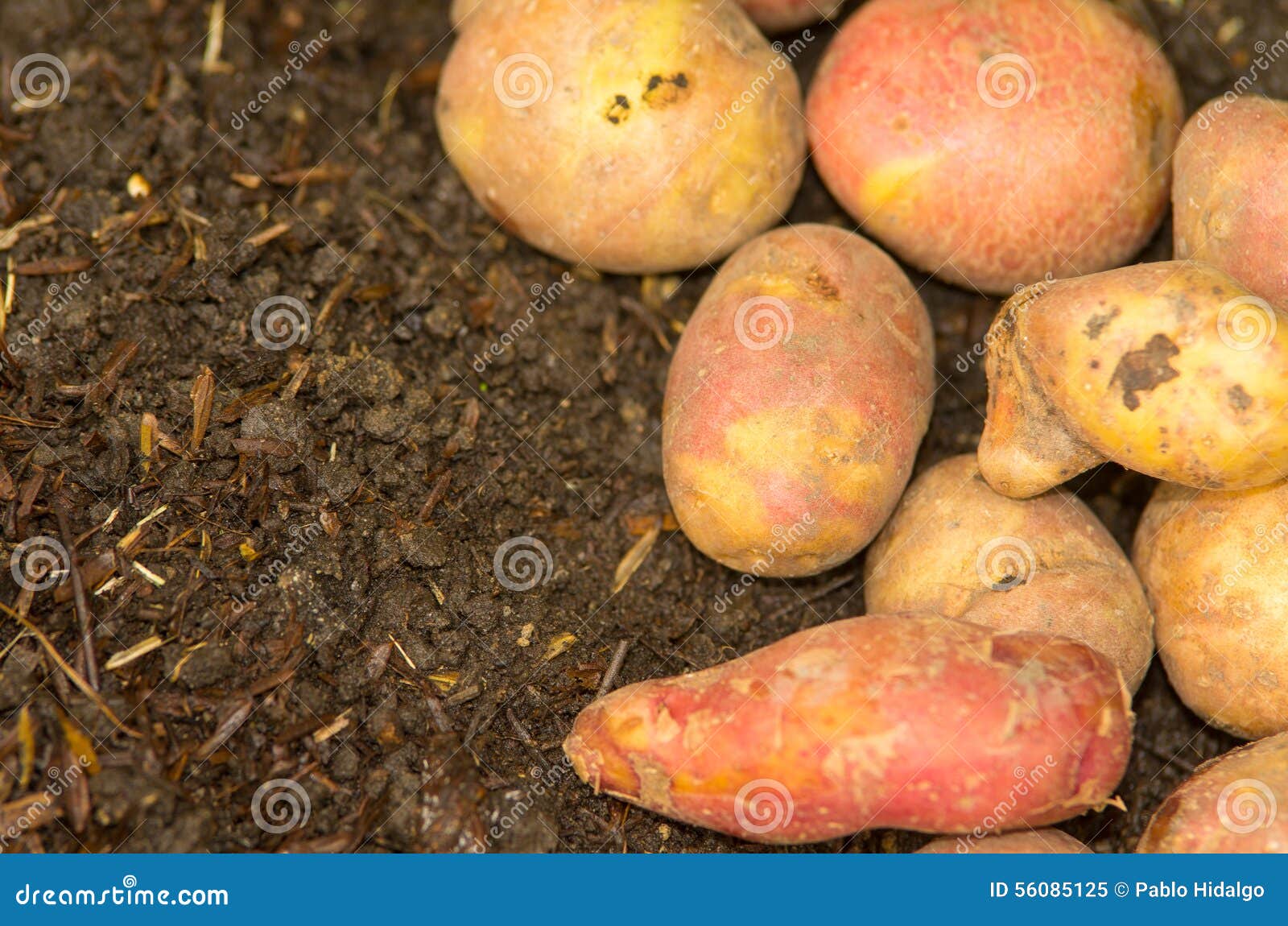 Potatoes lying on ground stock image. Image of agriculture - 56085125