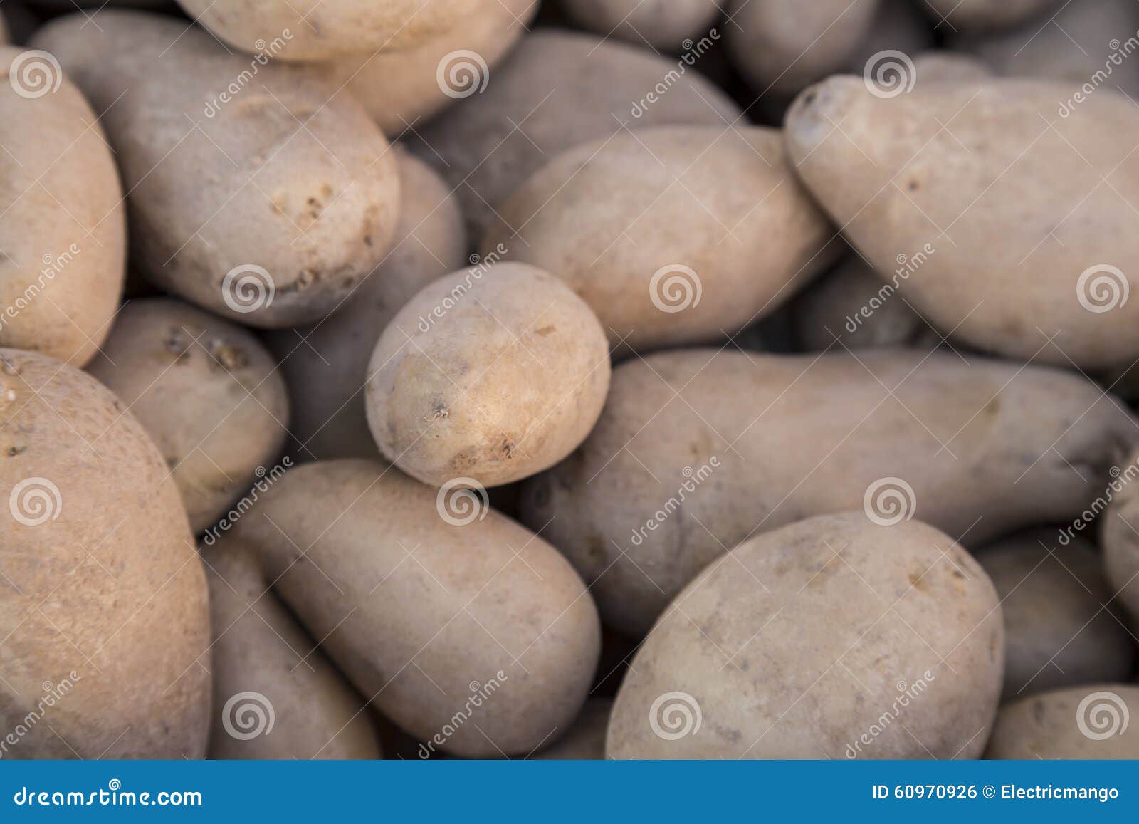 Potatoes stock photo. Image of fall, food, potatoes, harvesting - 60970926