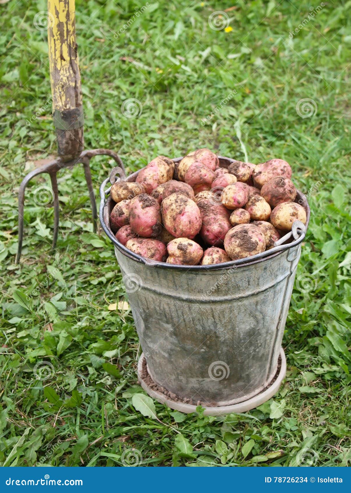 Potatoes in the old bucket stock photo. Image of plant - 78726234