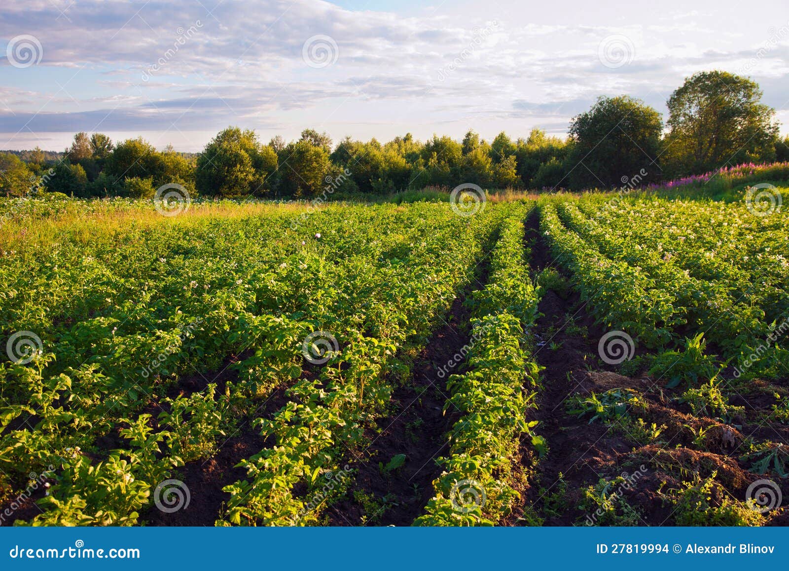 Potatoes plantation stock photo. Image of fresh, farming - 27819994