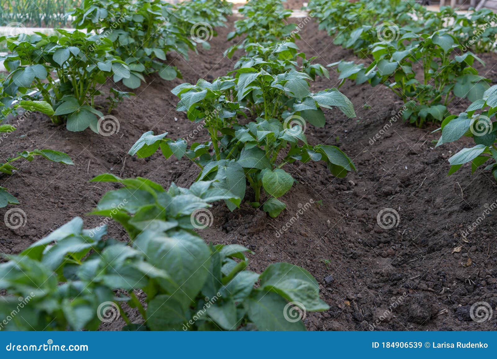 Potatoes Planted in Rows on the Field Stock Image - Image of rows, crop ...