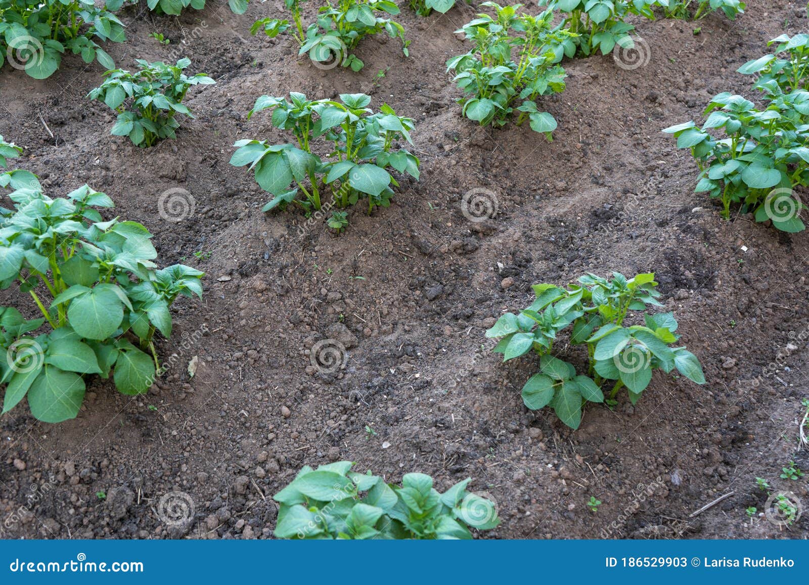 Potatoes Planted in Rows on the Field Stock Image - Image of meadow ...