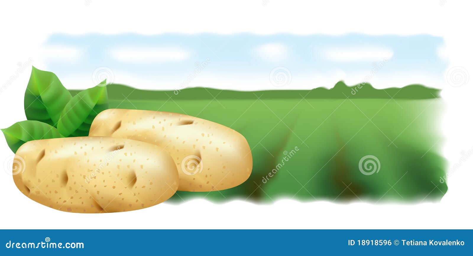Potatoes and Potato Field. Panorama. Stock Vector - Illustration of ...