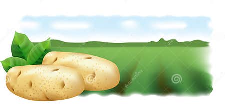 Potatoes and Potato Field. Panorama. Stock Vector - Illustration of ...