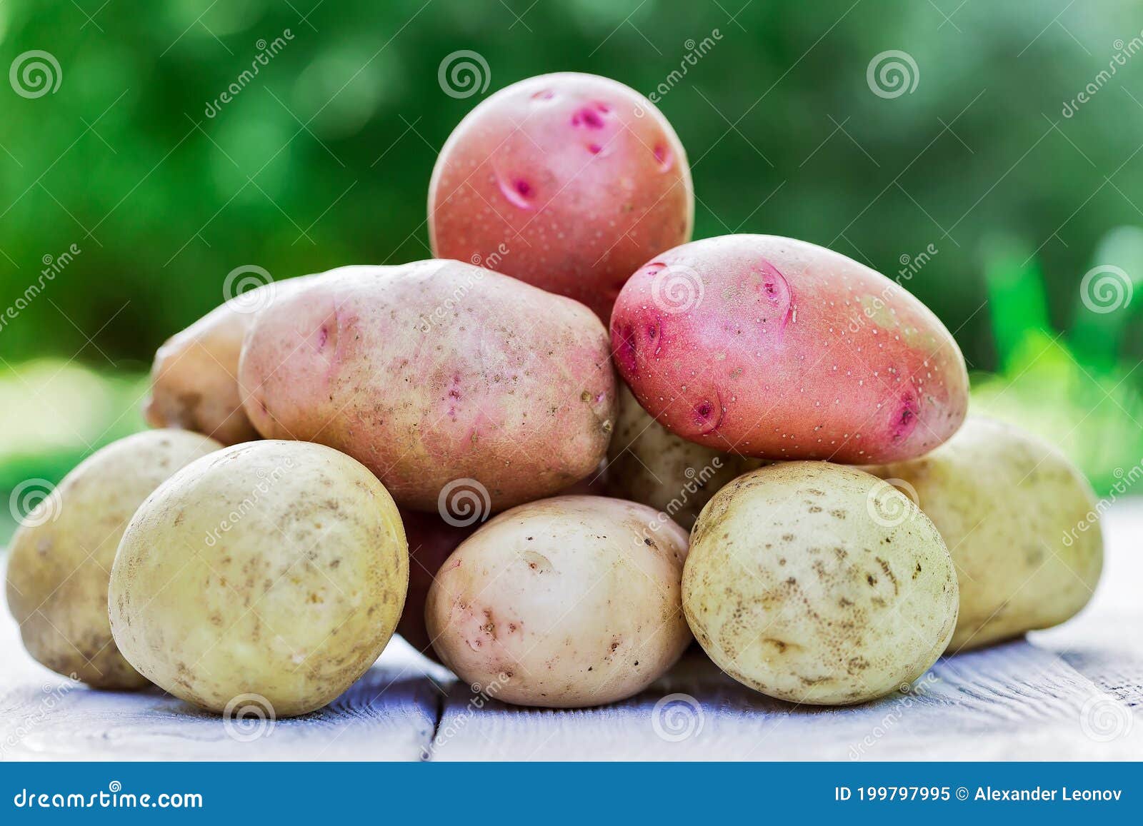 Potatoes, ripe root crops stock image. Image of root - 199797995