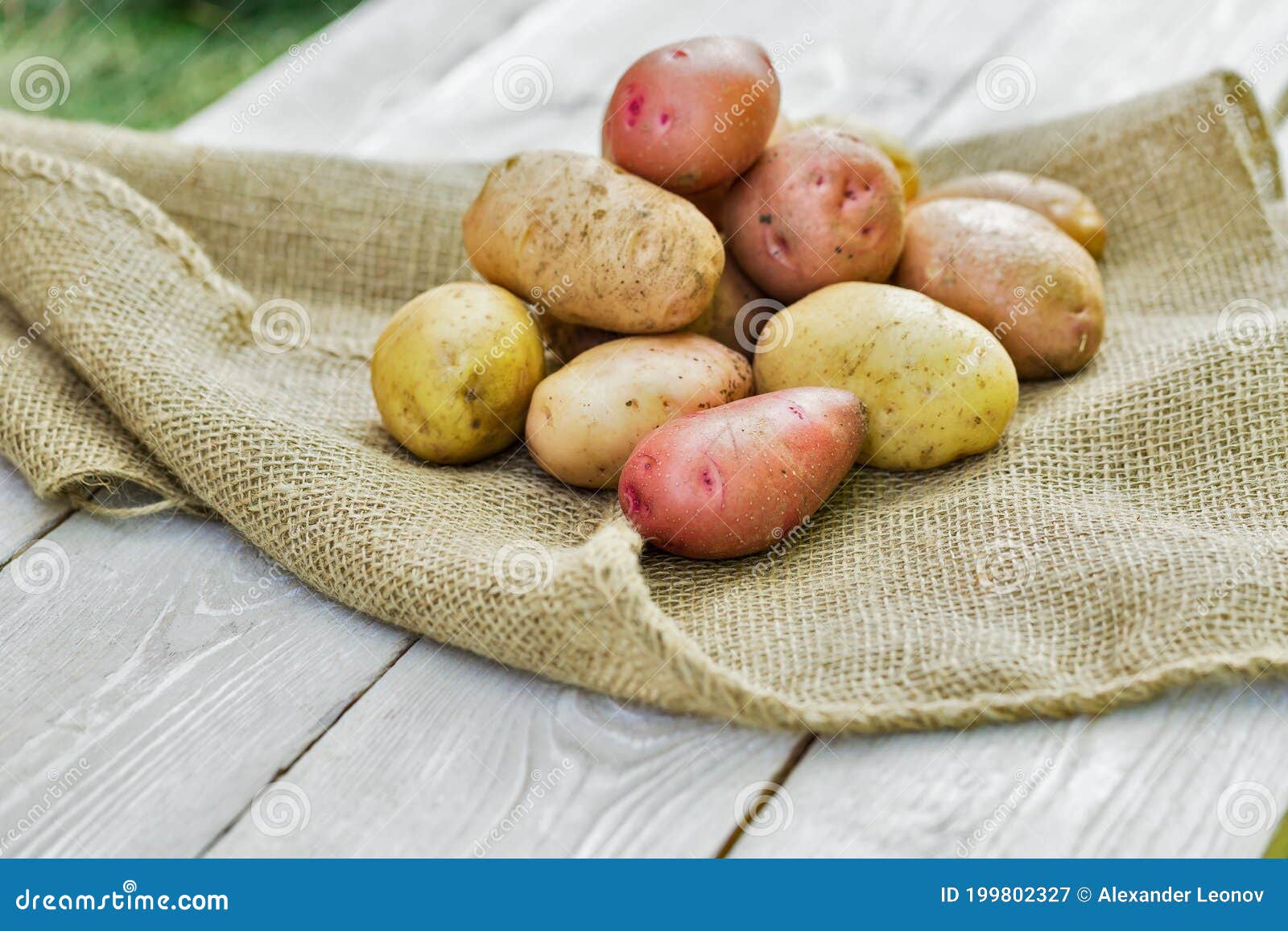 Potatoes, ripe root crops stock image. Image of root - 199802327