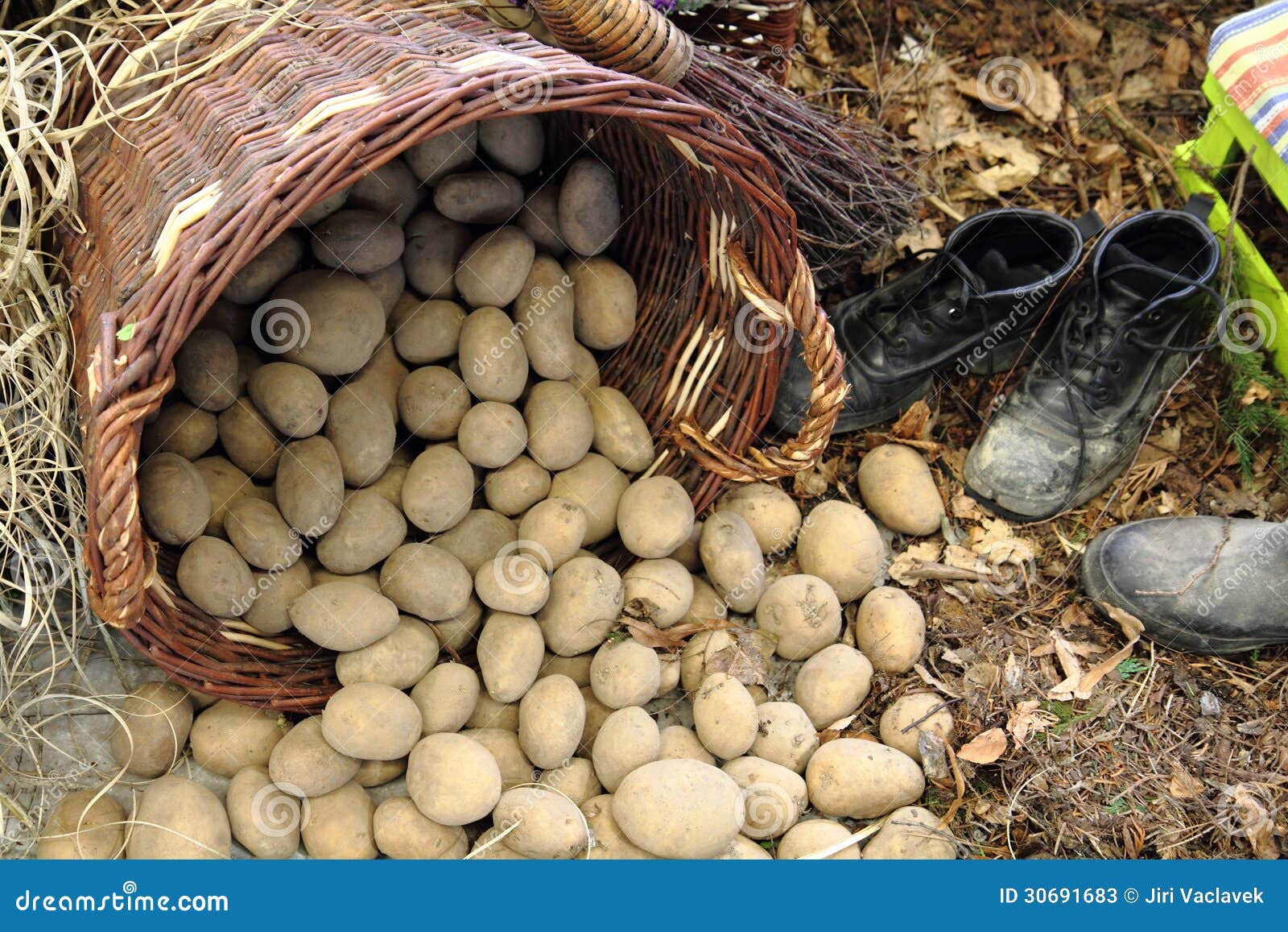 Potatoes from Small Home Farm Stock Image - Image of retro, farming ...