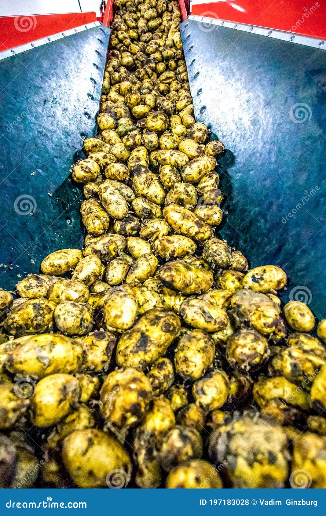 Potatoes Sort Process at the Factory Stock Photo - Image of plant, belt ...