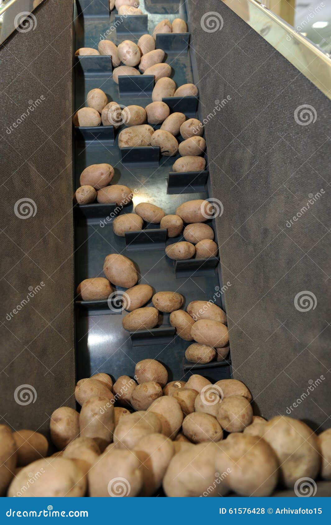 Potatoes stock photo. Image of food, plant, europe, machine - 61576428