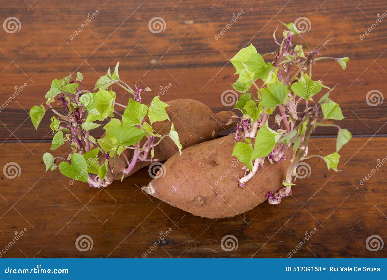 Potatoes sprouting stock photo. Image of green, vegetable - 51239158