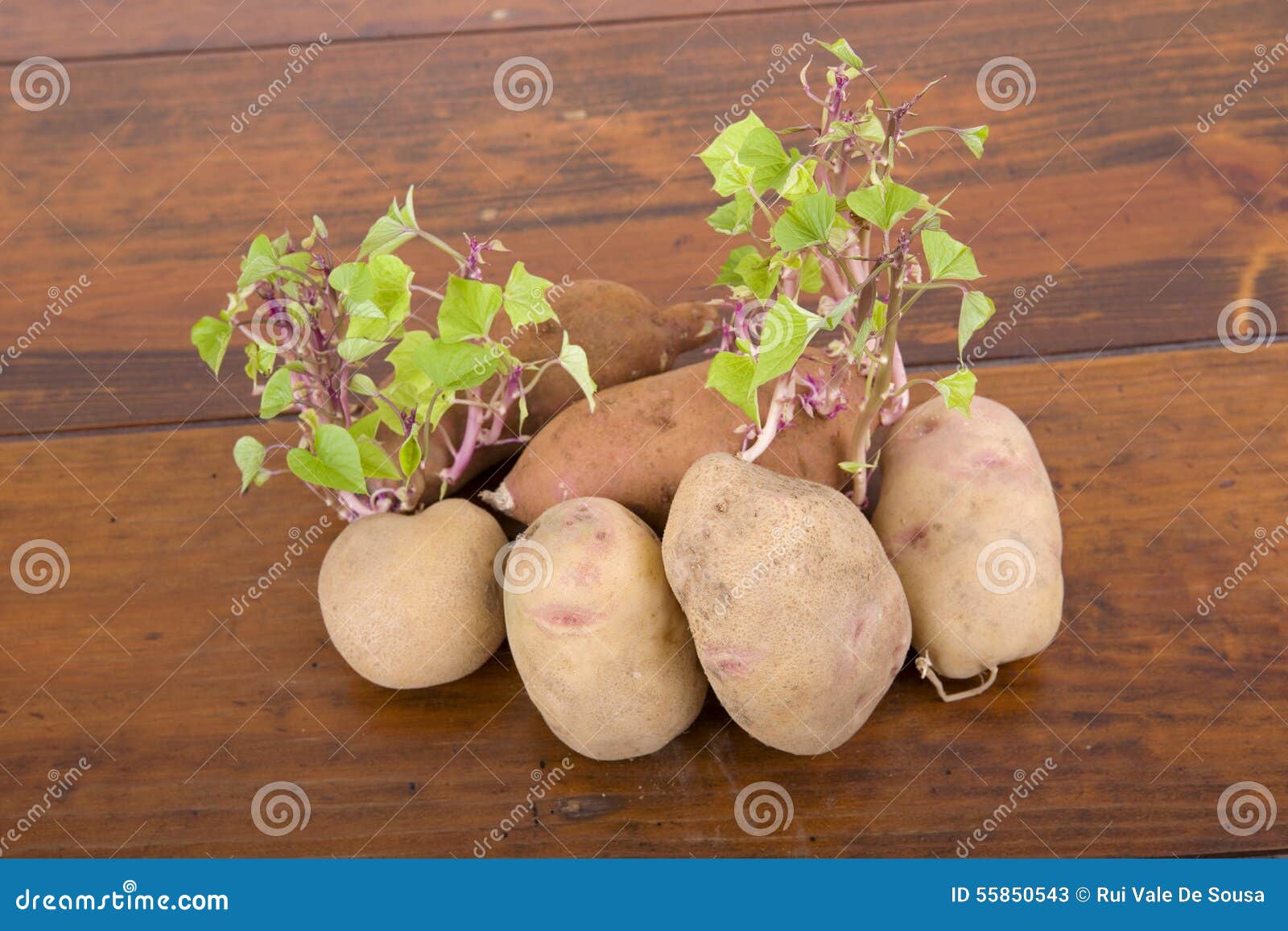 Potatoes sprouting stock image. Image of agriculture - 55850543
