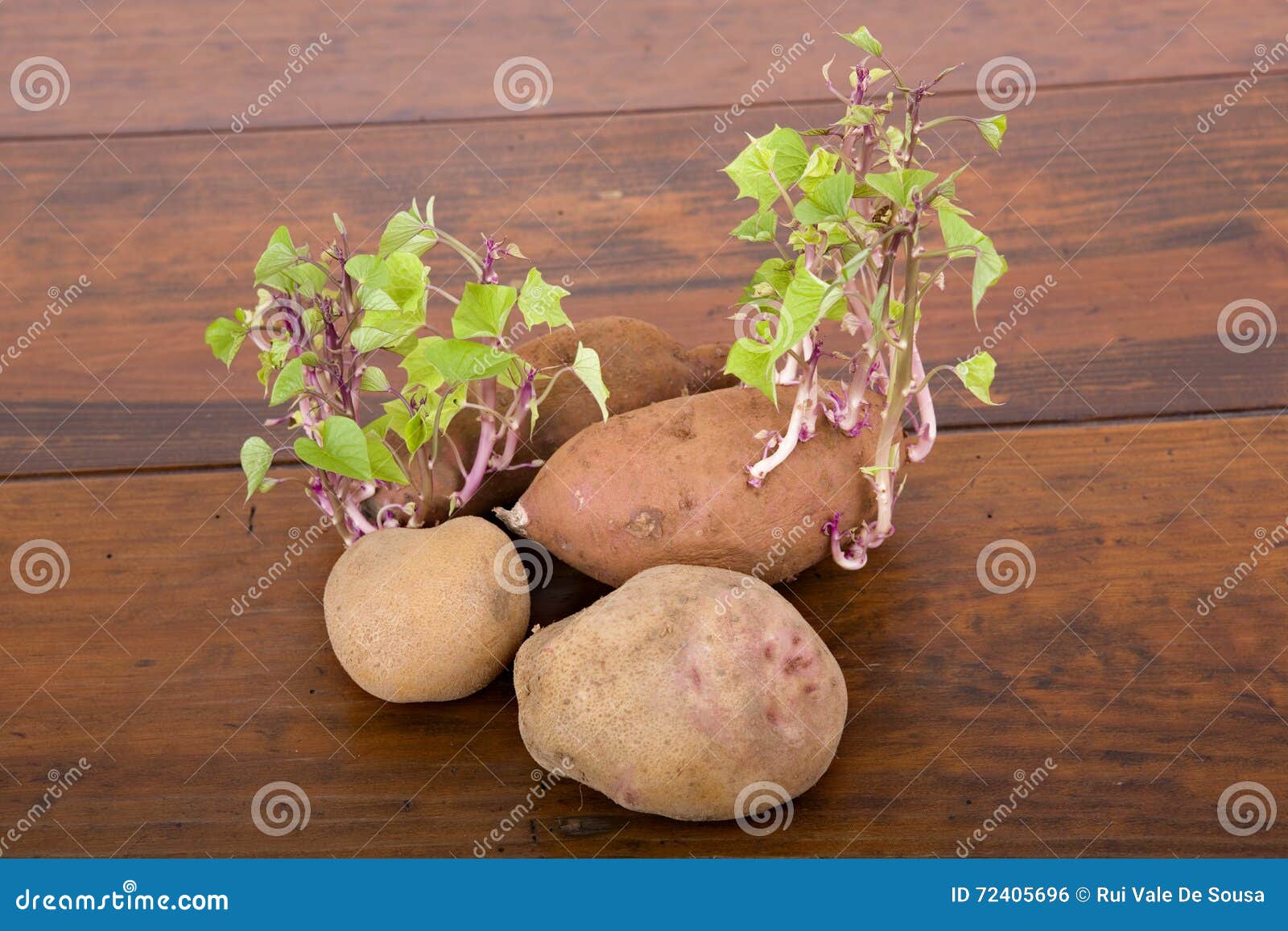 Potatoes sprouting stock photo. Image of vegetable, white - 72405696