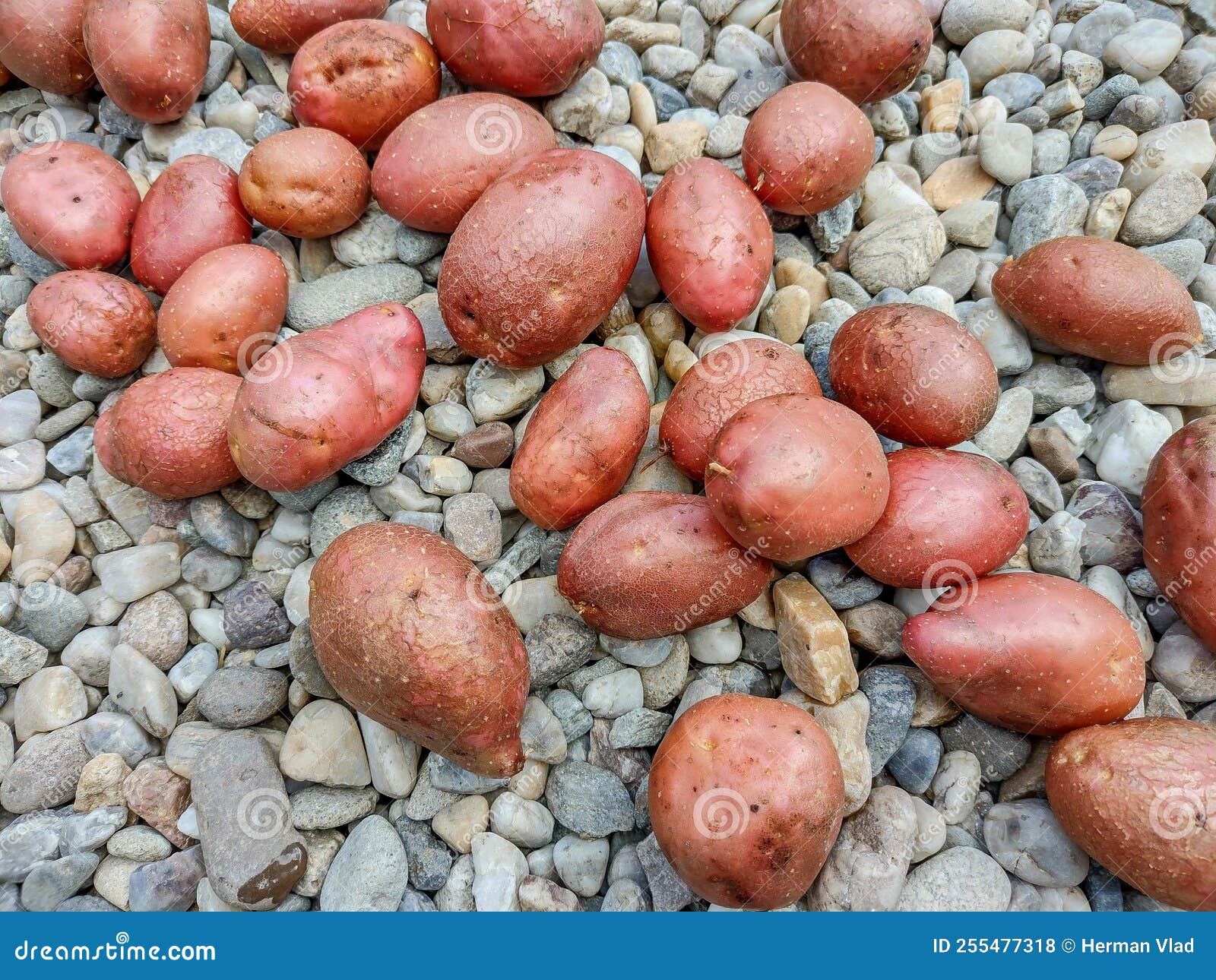 Potatoes on the Stones in Romania Stock Photo - Image of stones ...