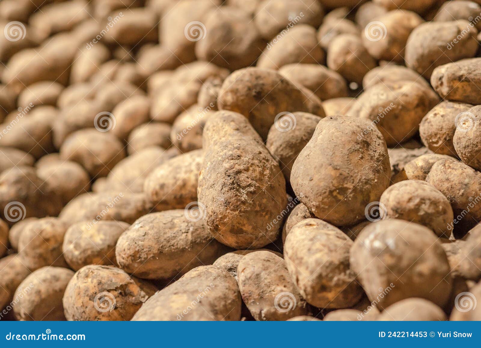 Potatoes in Storage Medium Size Stock Image - Image of building, potato ...