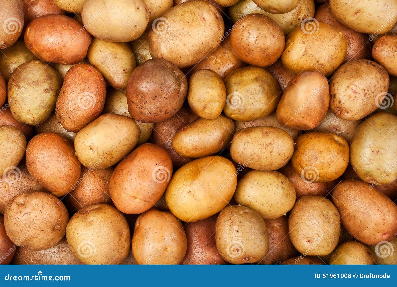 Potatoes stock photo. Image of root, pattern, background - 61961008