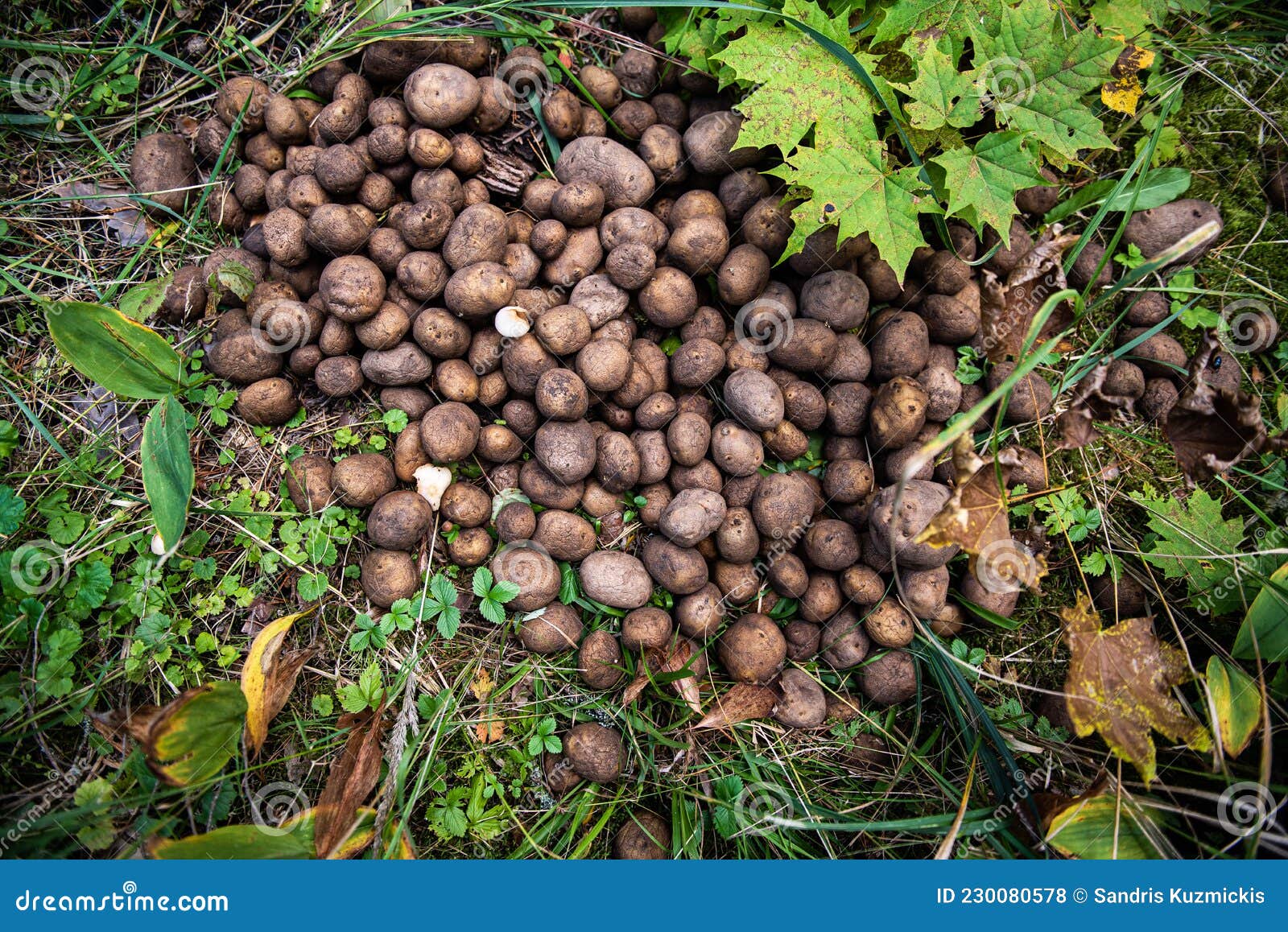 Potatoes Thrown into the Forest Stock Photo - Image of growth, autumn ...
