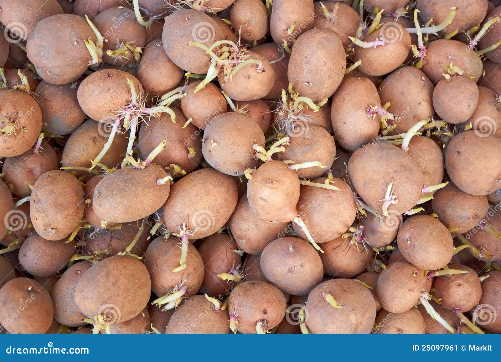 Potatoes Tubers with Germinated Sprouts Stock Image - Image of natural ...