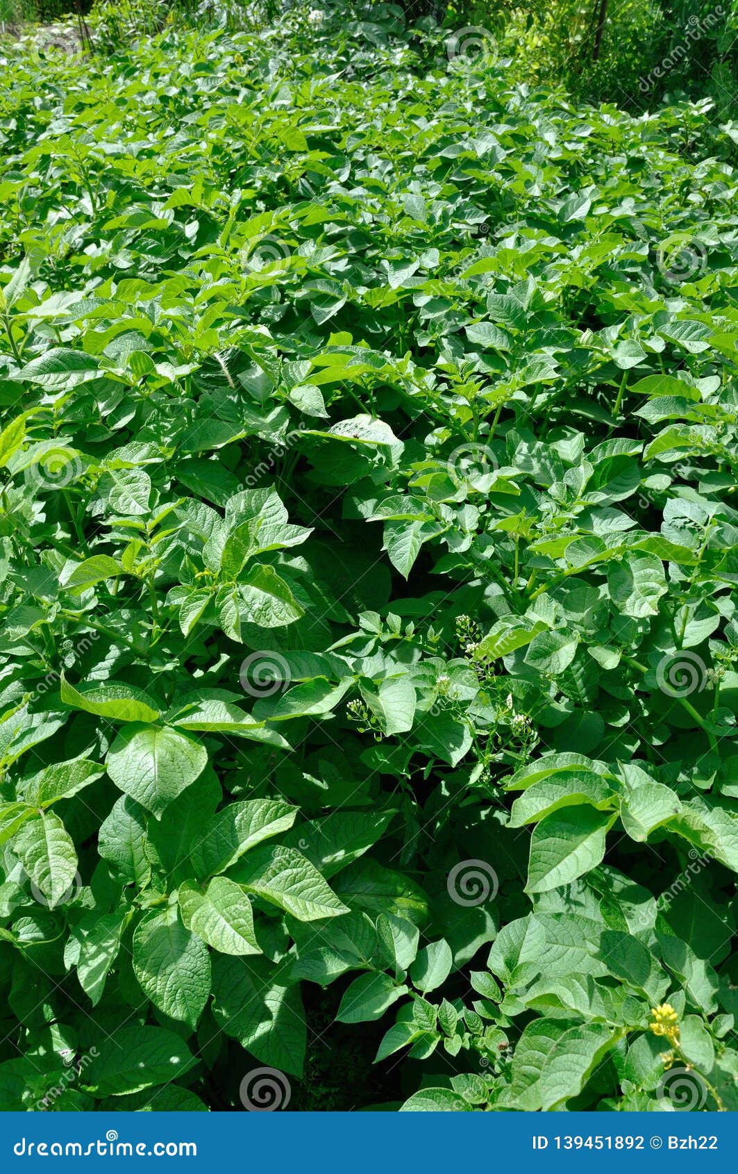 Potatoes in a Vegetable Patch Stock Photo - Image of vegetable ...