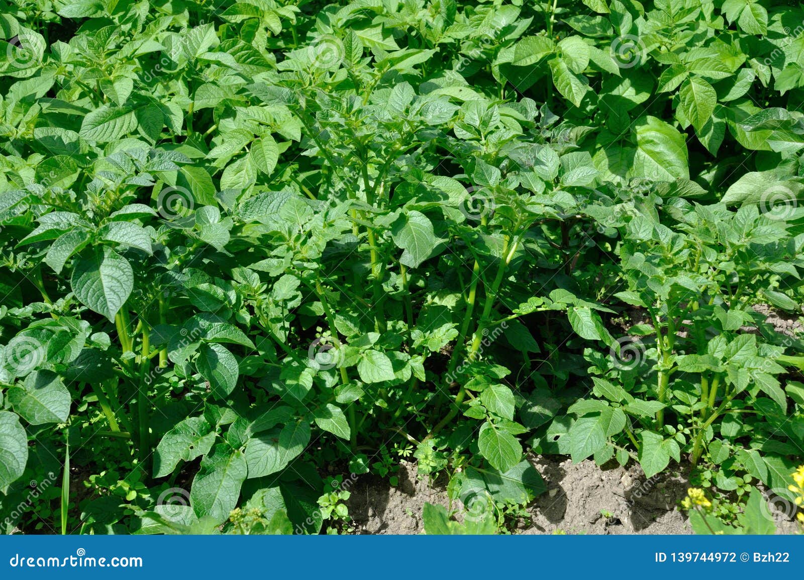Potatoes in a Vegetable Patch Stock Photo - Image of condiment, food ...