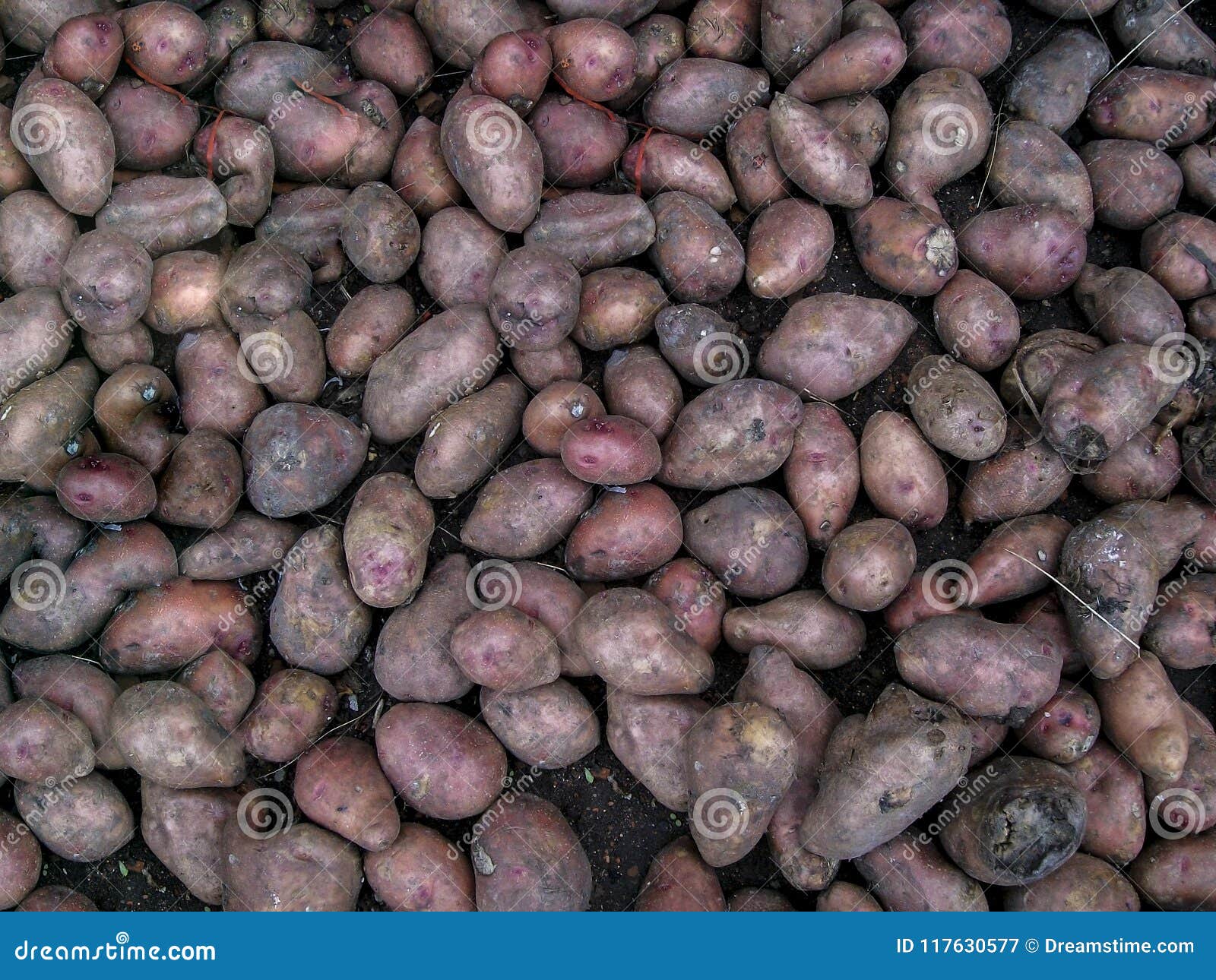 Potatooo stock image. Image of variety, nature, health - 117630577