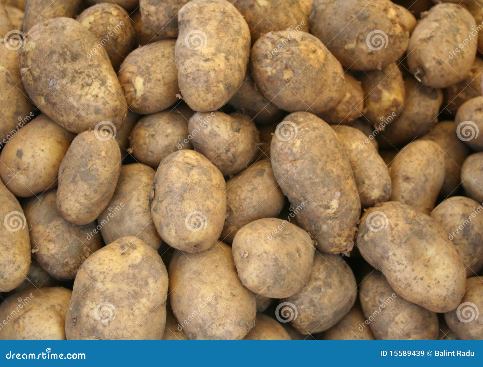 Potatos background stock image. Image of nature, market - 15589439