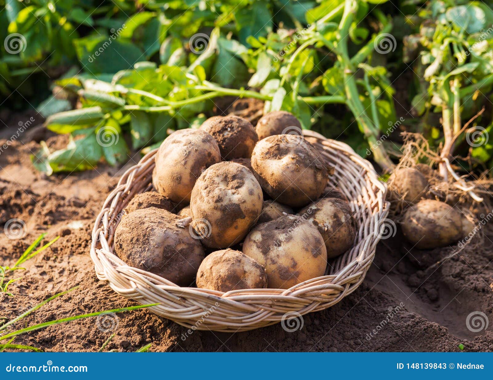 Potatos in basket stock image. Image of outdoors, harvest - 148139843