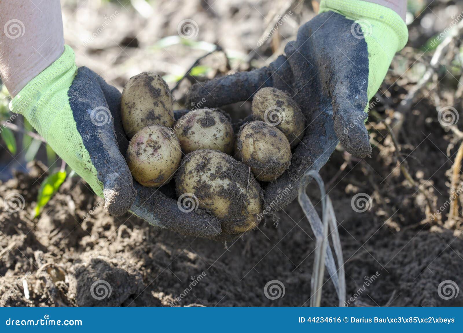 Potatos stock photo. Image of argriculture, natural, garden - 44234616