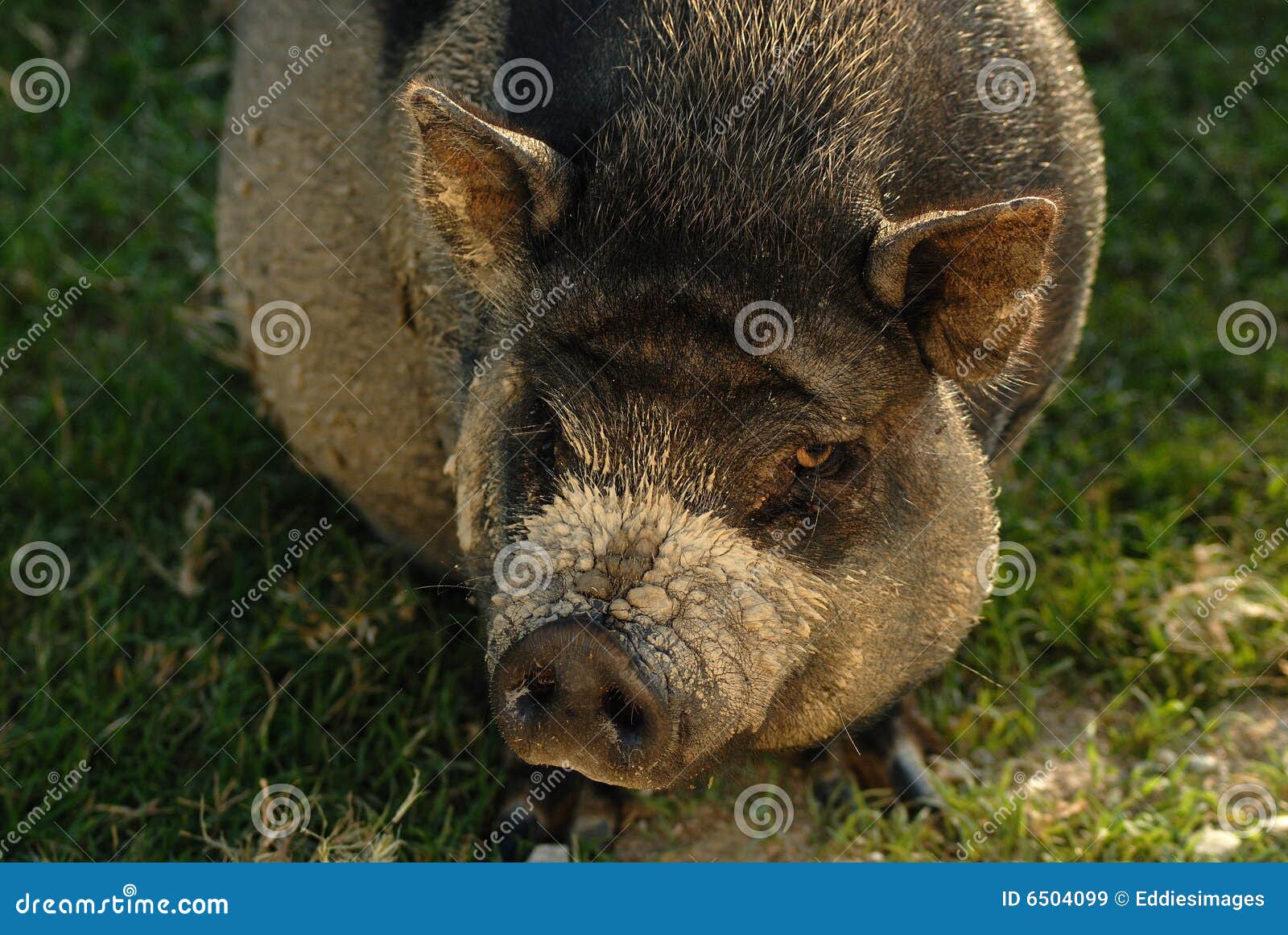 Potbelly stock image. Image of close, farm, head, animal - 6504099