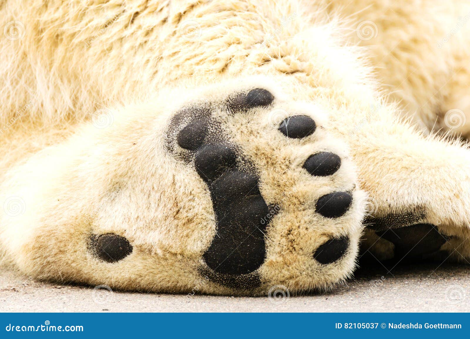 Poten Van Ijsbeer Ursusmaritimus Stock Afbeelding - Image of zitting ...