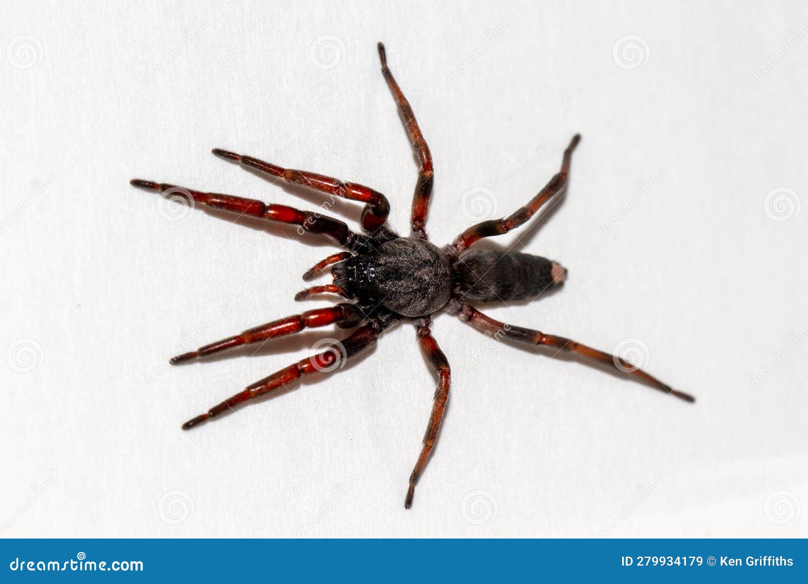White-tailed Spider stock image. Image of lampona, australia - 279934179
