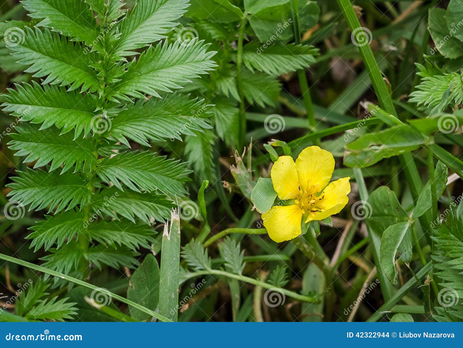 Potentilla anserina stock photo. Image of texture, grass - 42322944
